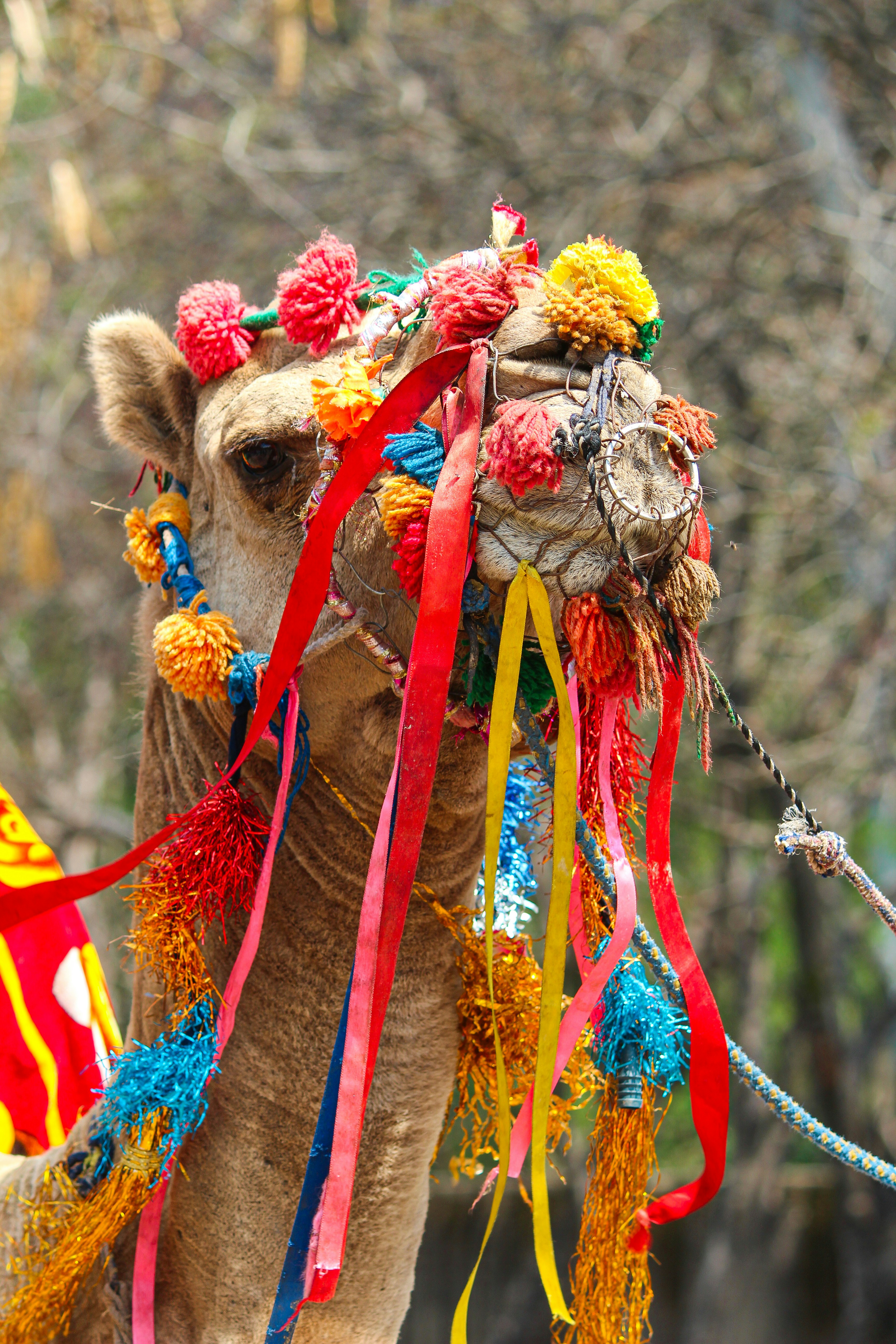 Colorful Ceremony: A Decorated Camel Under a Woodland Sky