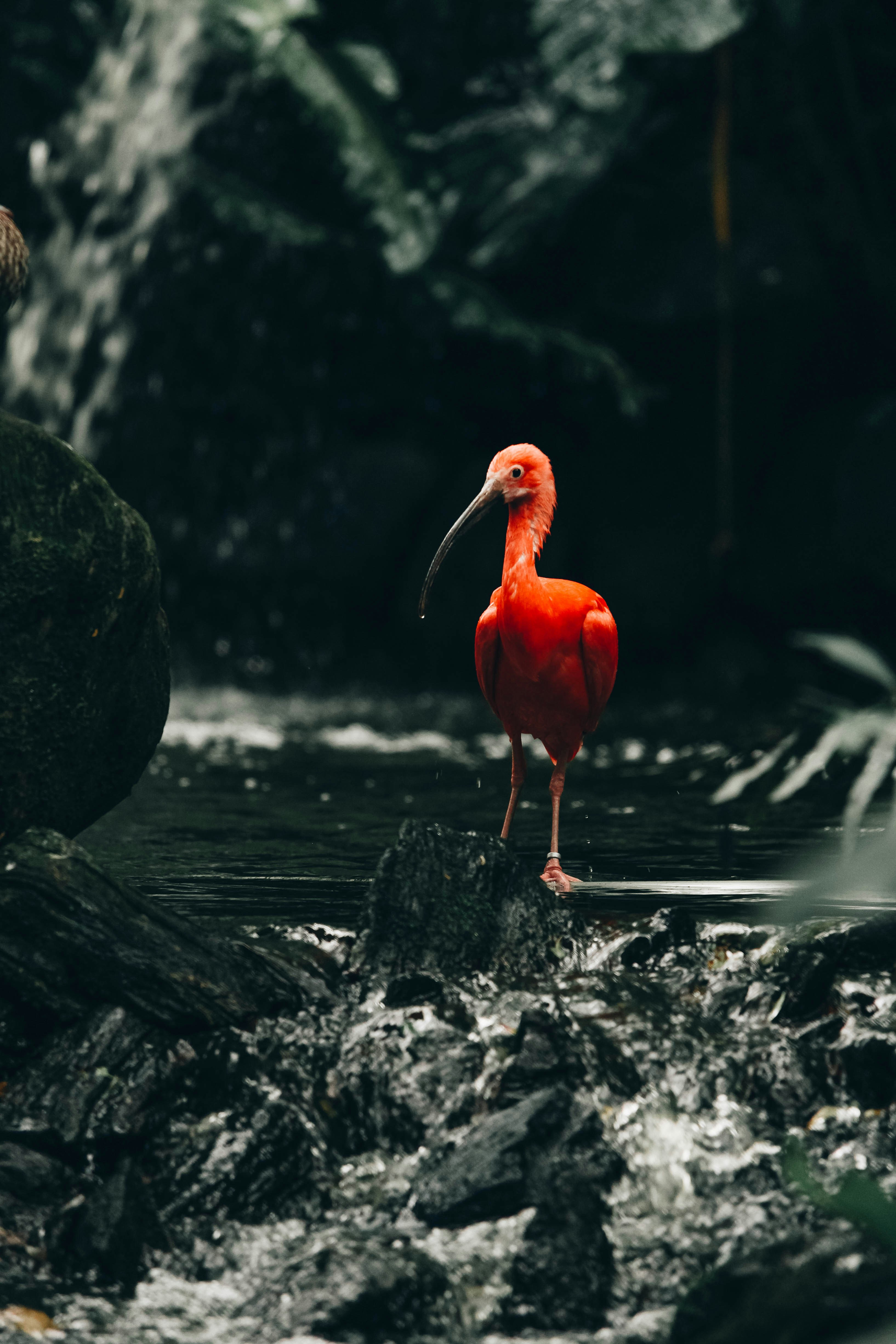 Red Ibises in Shoreline Silence