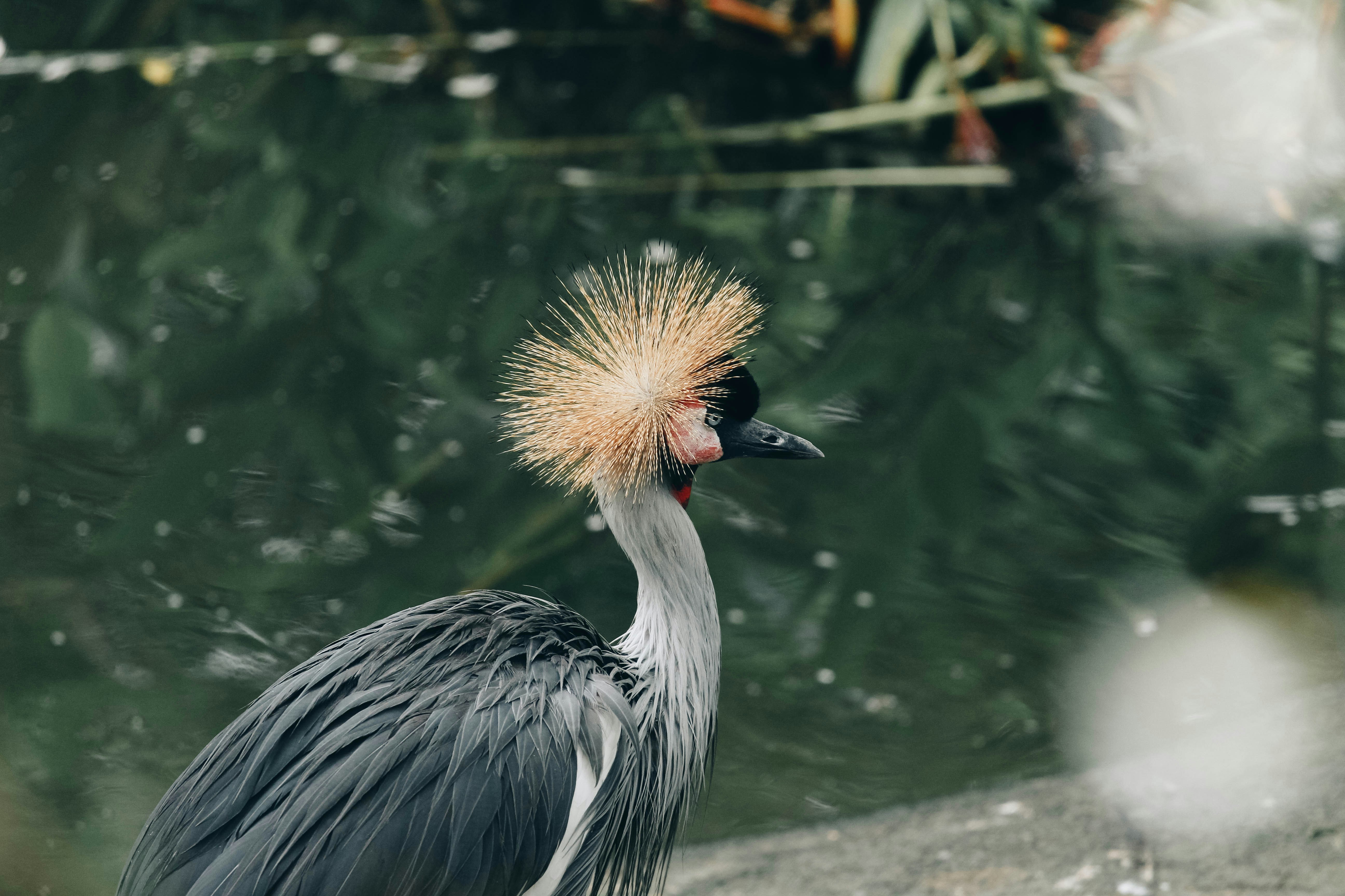 Regal Crowned Crane Amid Green Pond Reflections