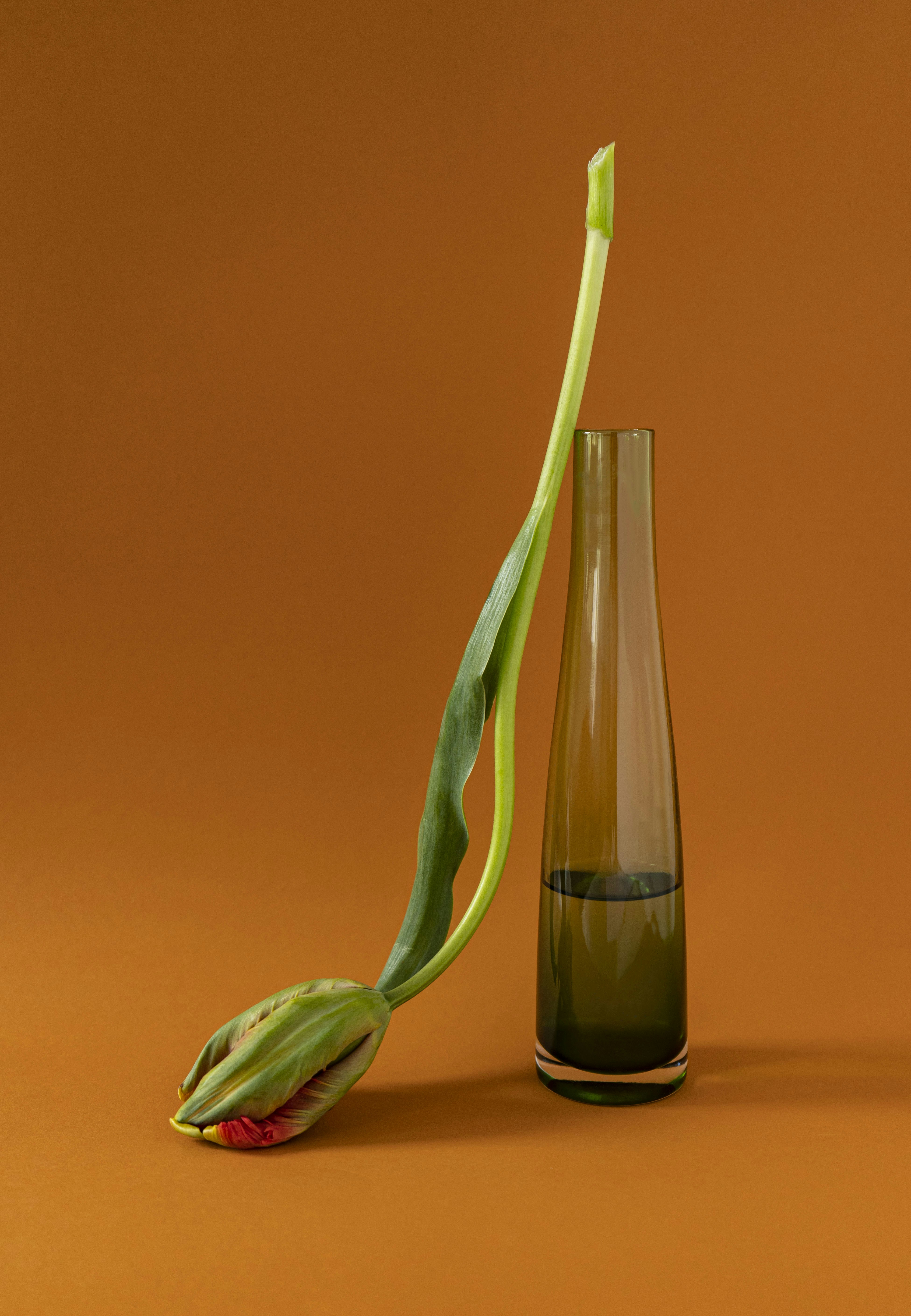 Curve of Life: Green Stem Reaches Past a Dark Glass in an Orange Studio