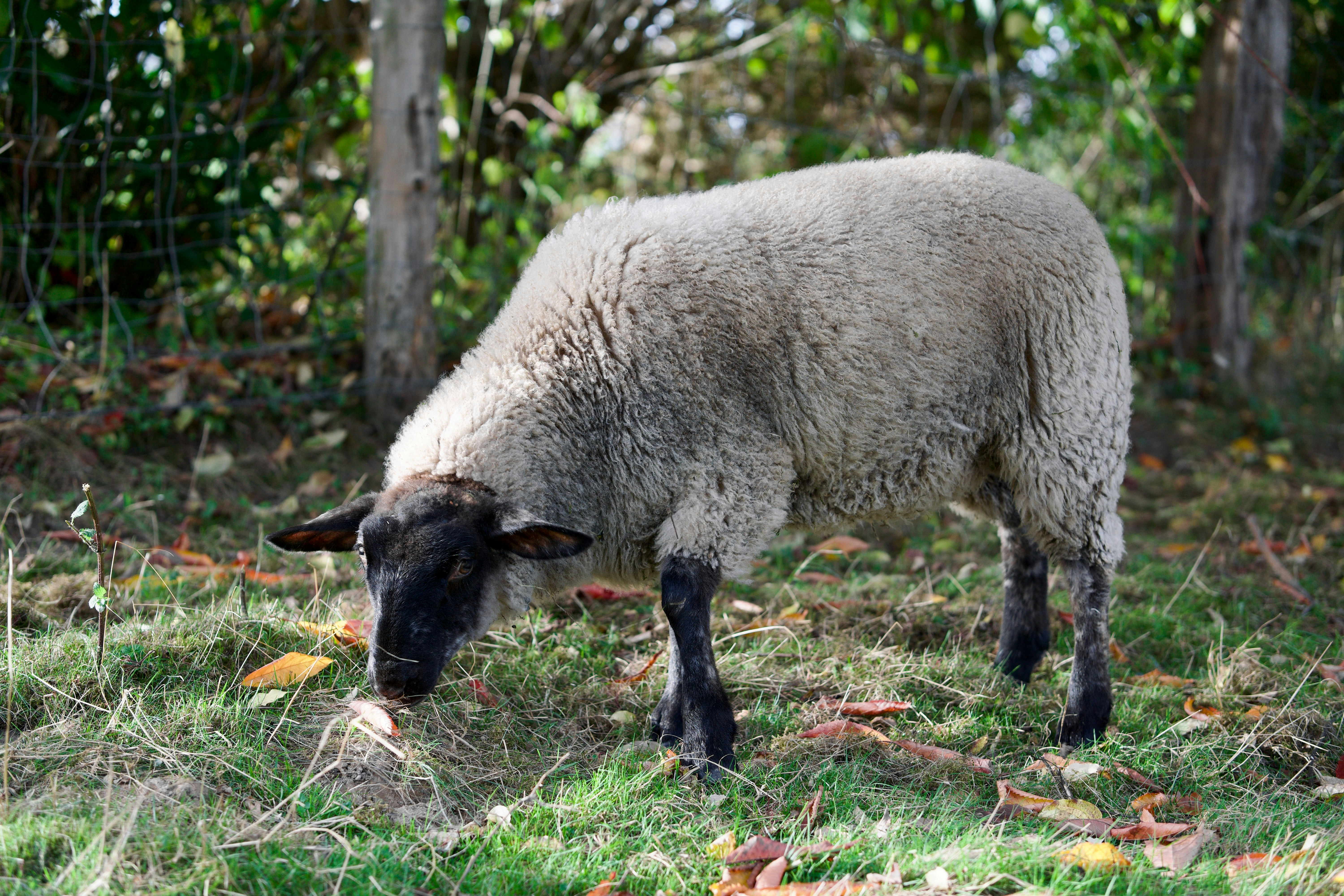 Sheep with dark face and legs grazing on grass in a sunlit, leafy area.