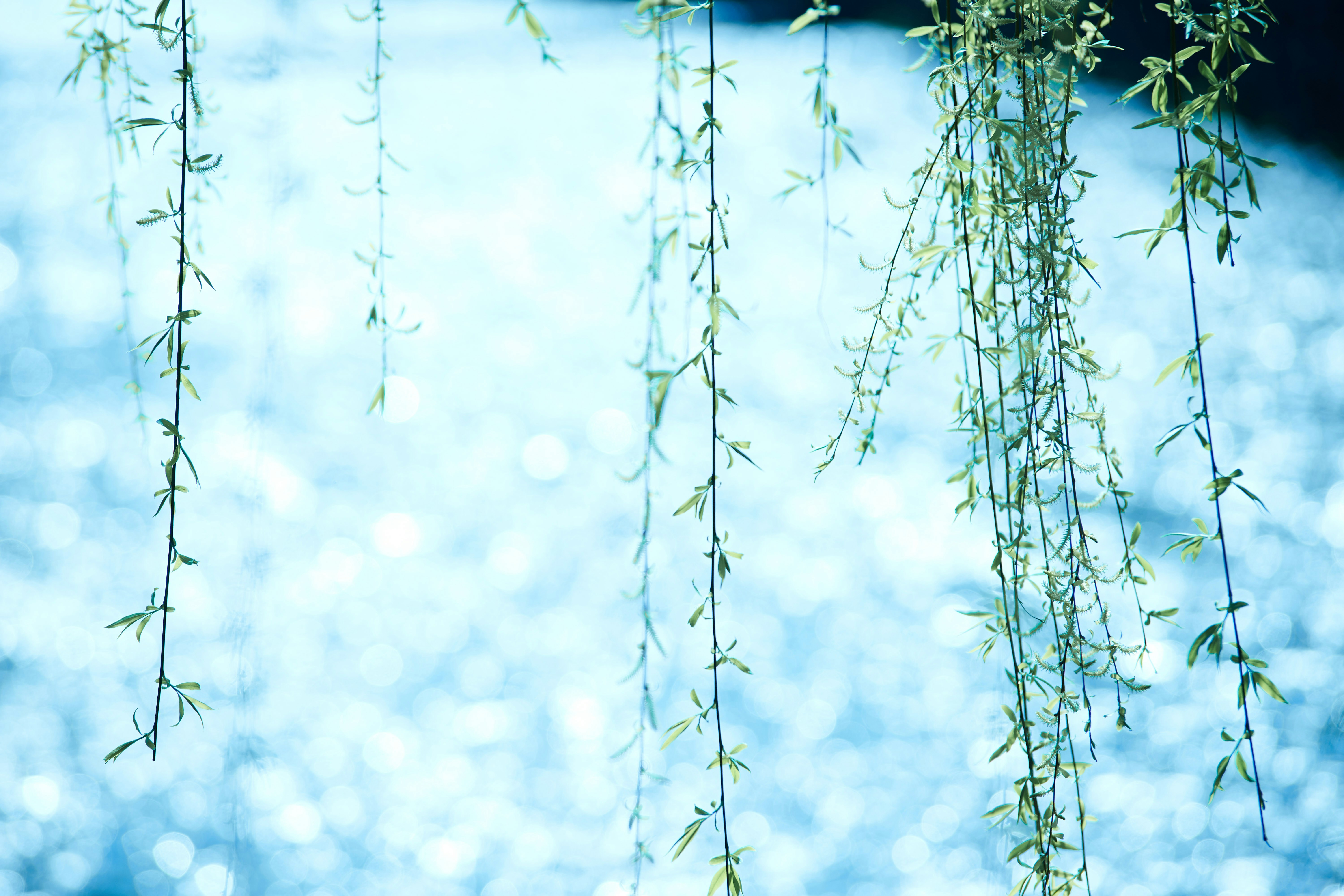 Willowy Threads: A Calm Cascade Over a Glimmering Blue Surface