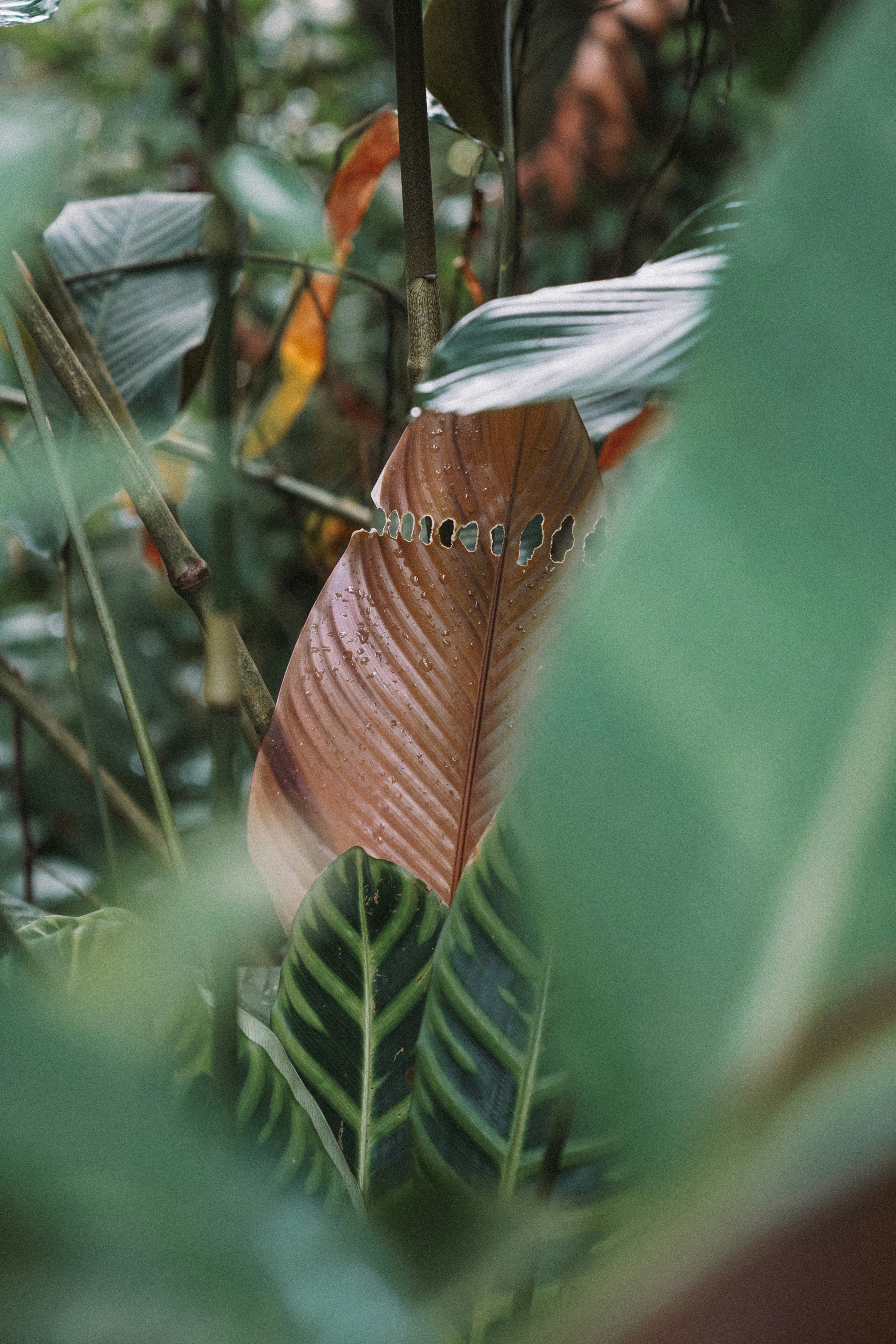 Water-gleam: a solitary brown leaf carved through tropical green
