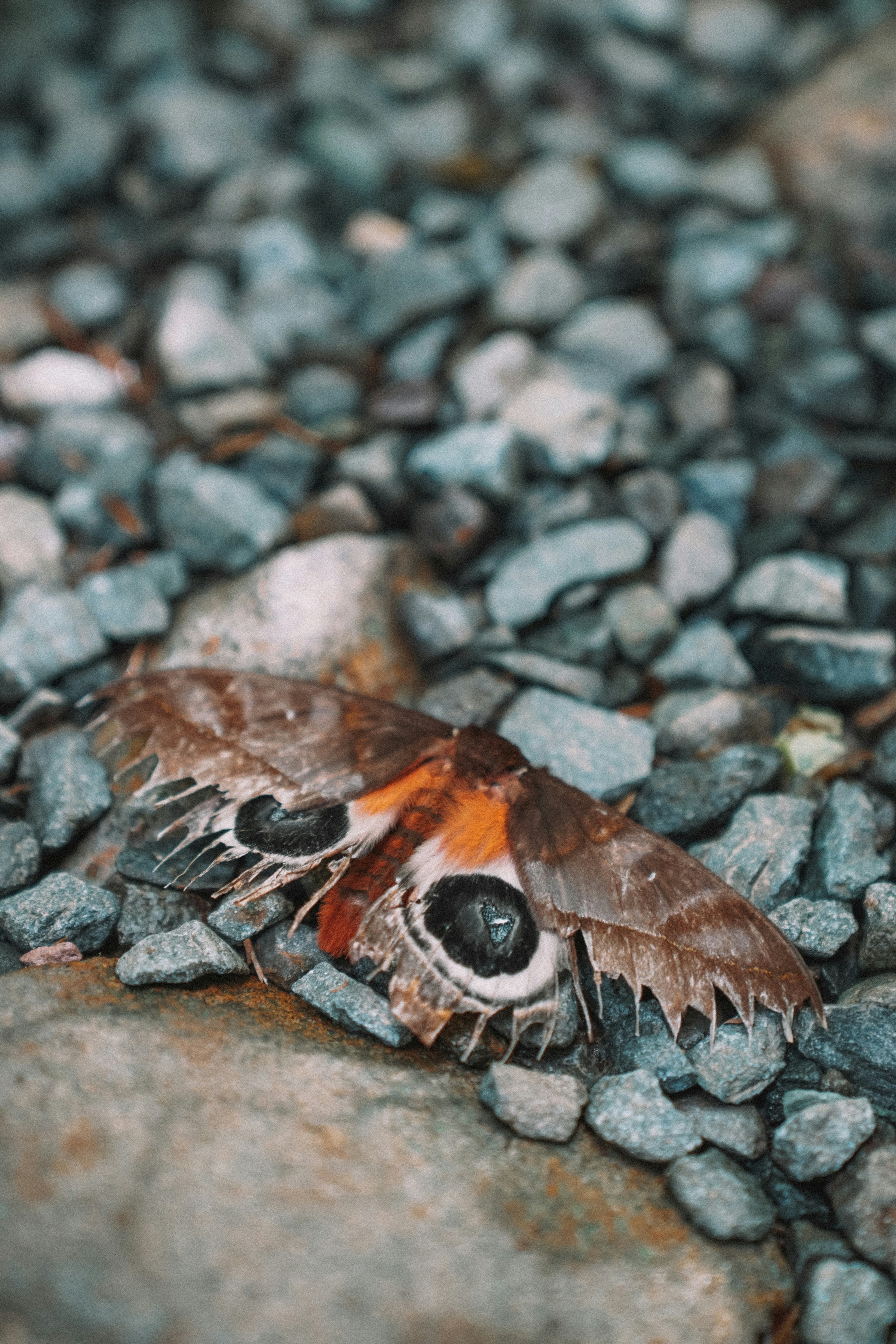 Pebble Bed Portrait: Peacock Butterfly at Rest