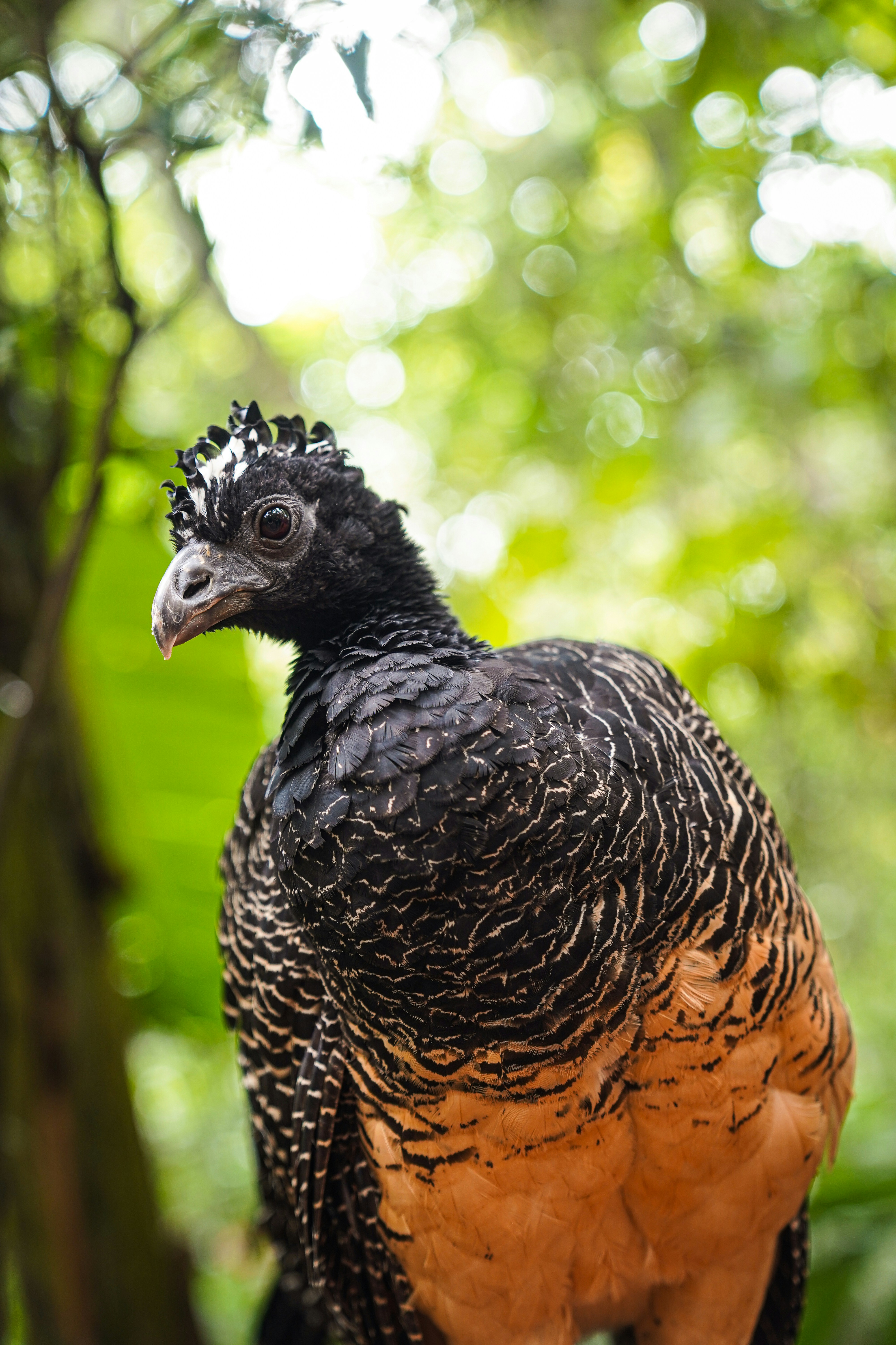 a close up of a bird on a tree branch