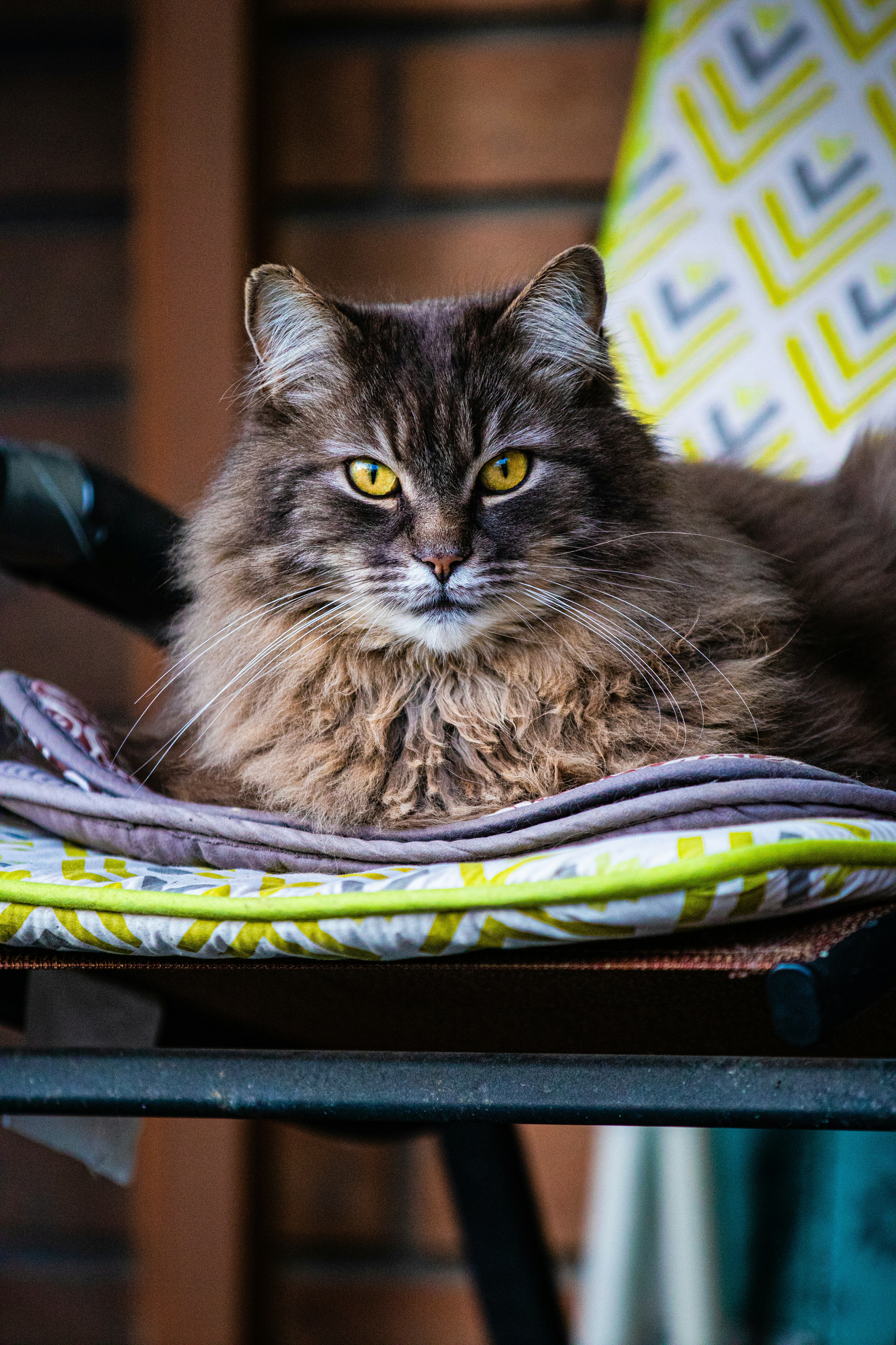 Chevron Serenity: Fluffy Cat Reposes on a Sunlit Patio Chair