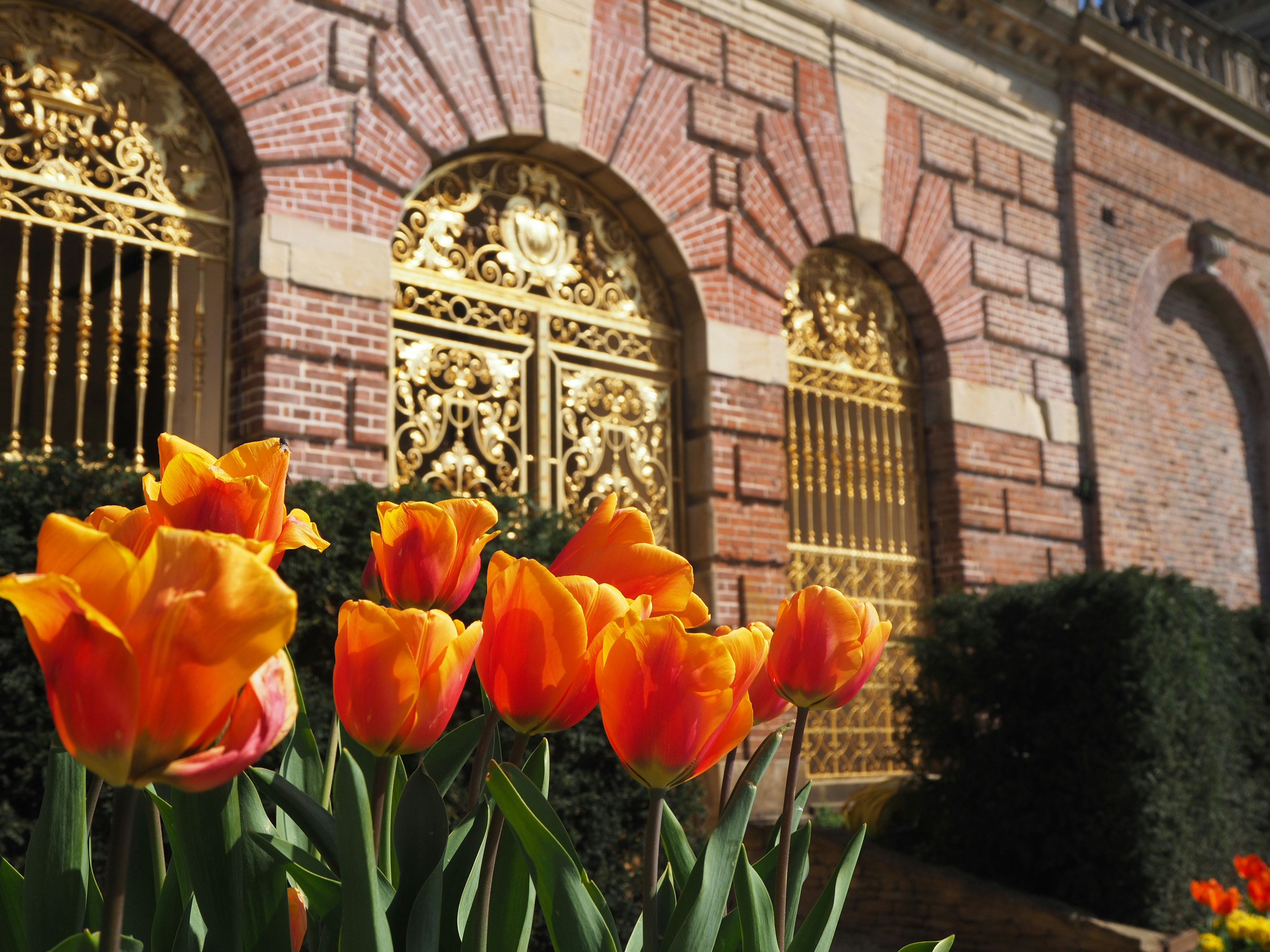 Tulips Framing a Sunlit Brick Facade and Ornate Gold Gates
