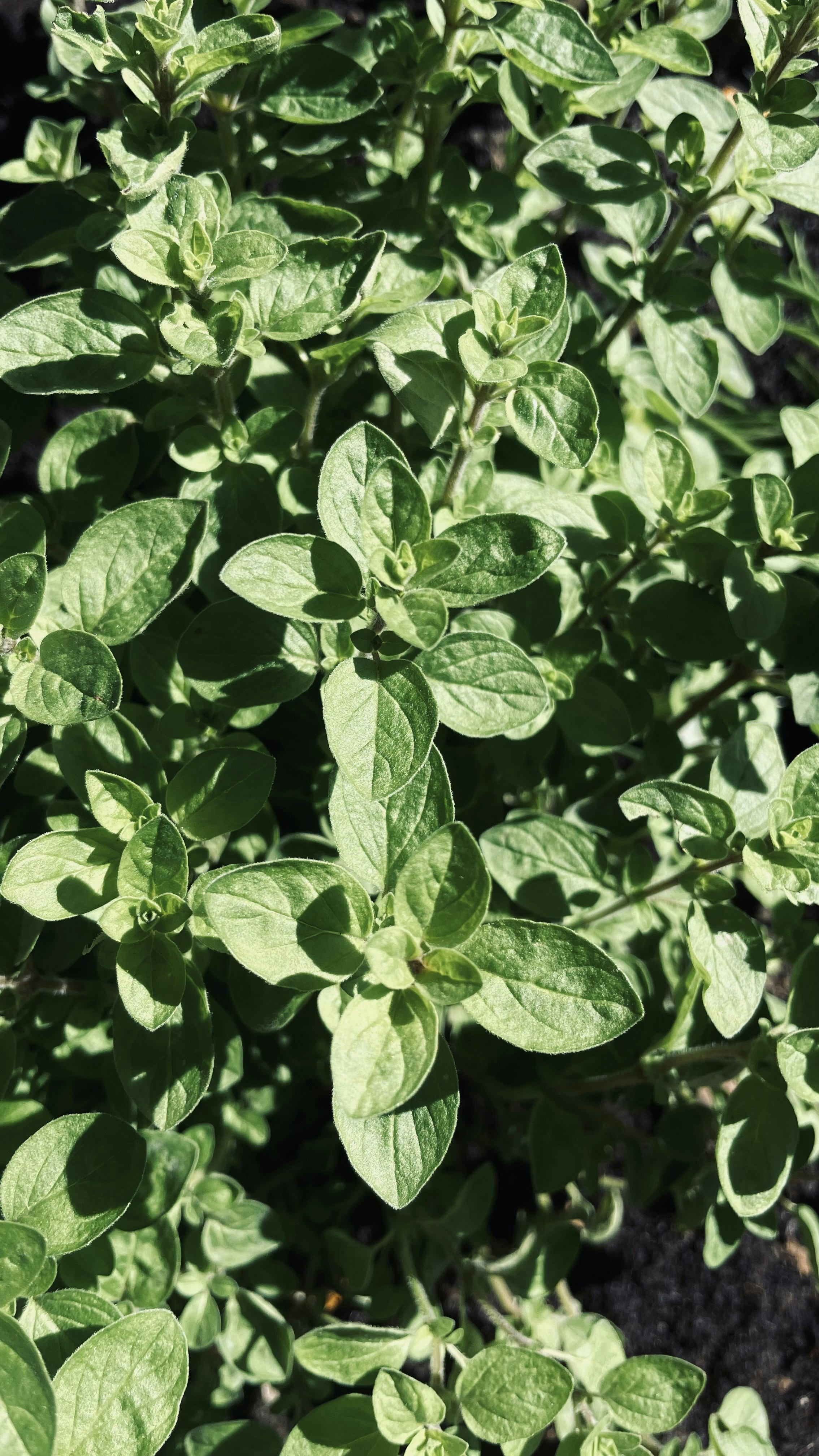 Tina Xinia (@xinimini) | Comunidad de fotos de Unsplash