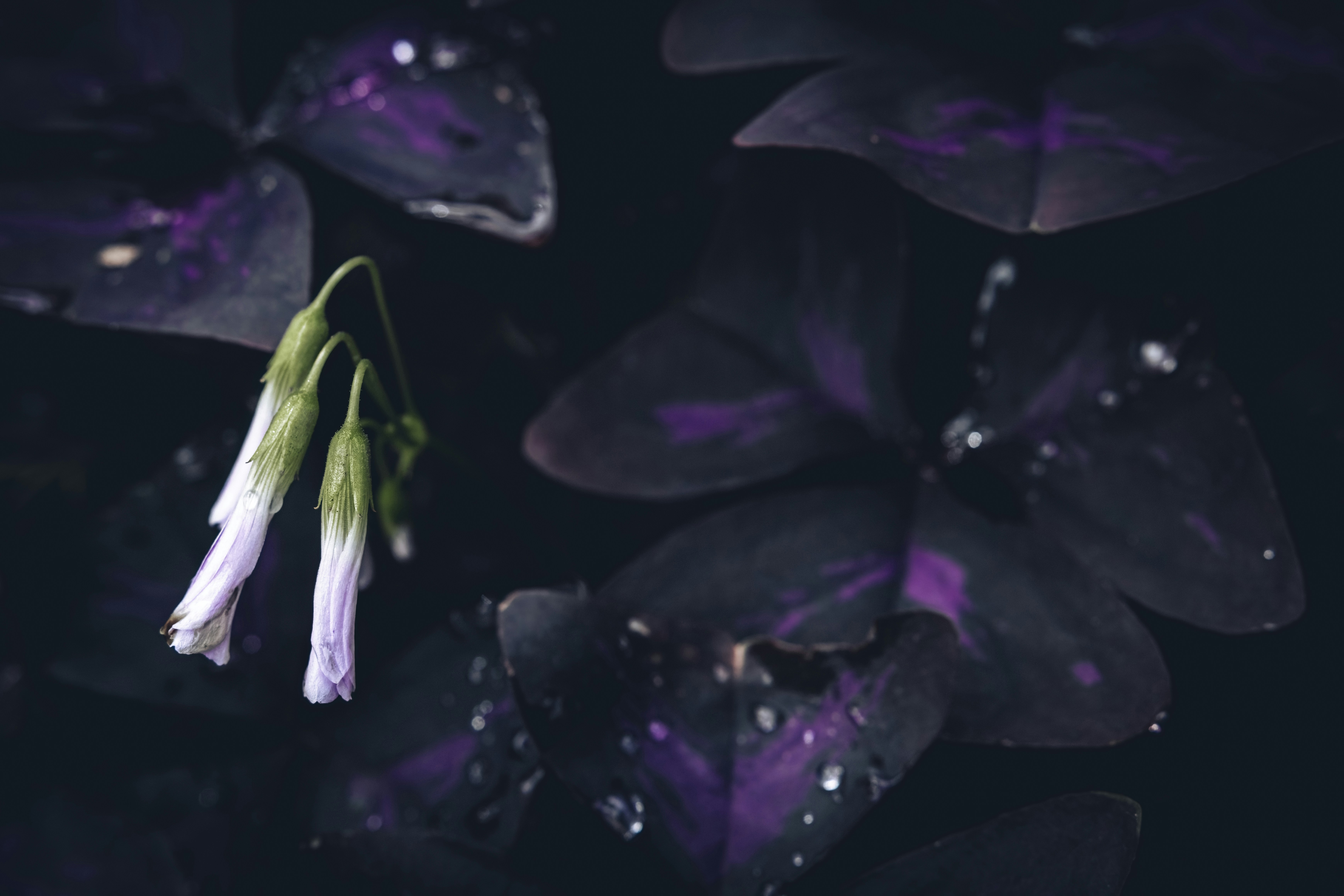 Lilac Droplet: Delicate Bellflower in a Dark Velvet Meadow