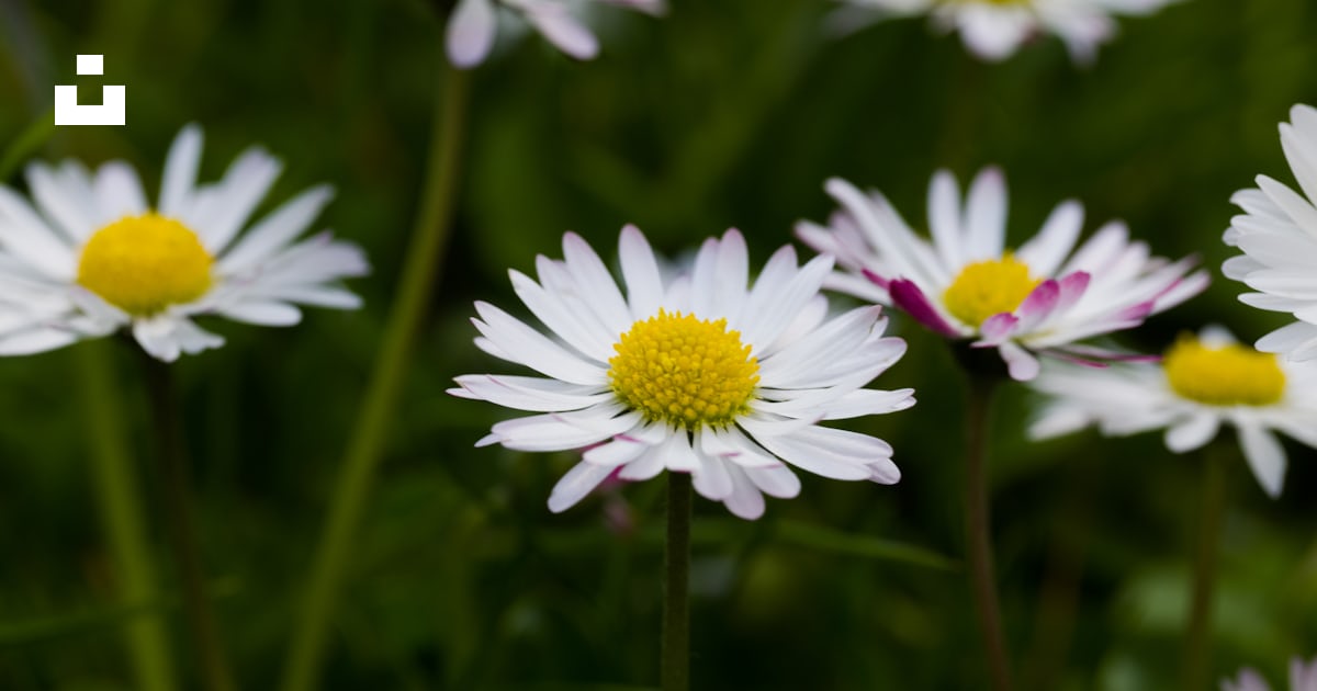 Un bouquet de fleurs blanches et jaunes dans un champ photo – Photo ... Un bouquet de fleurs blanches et jaunes dans un champ photo – Photo ...