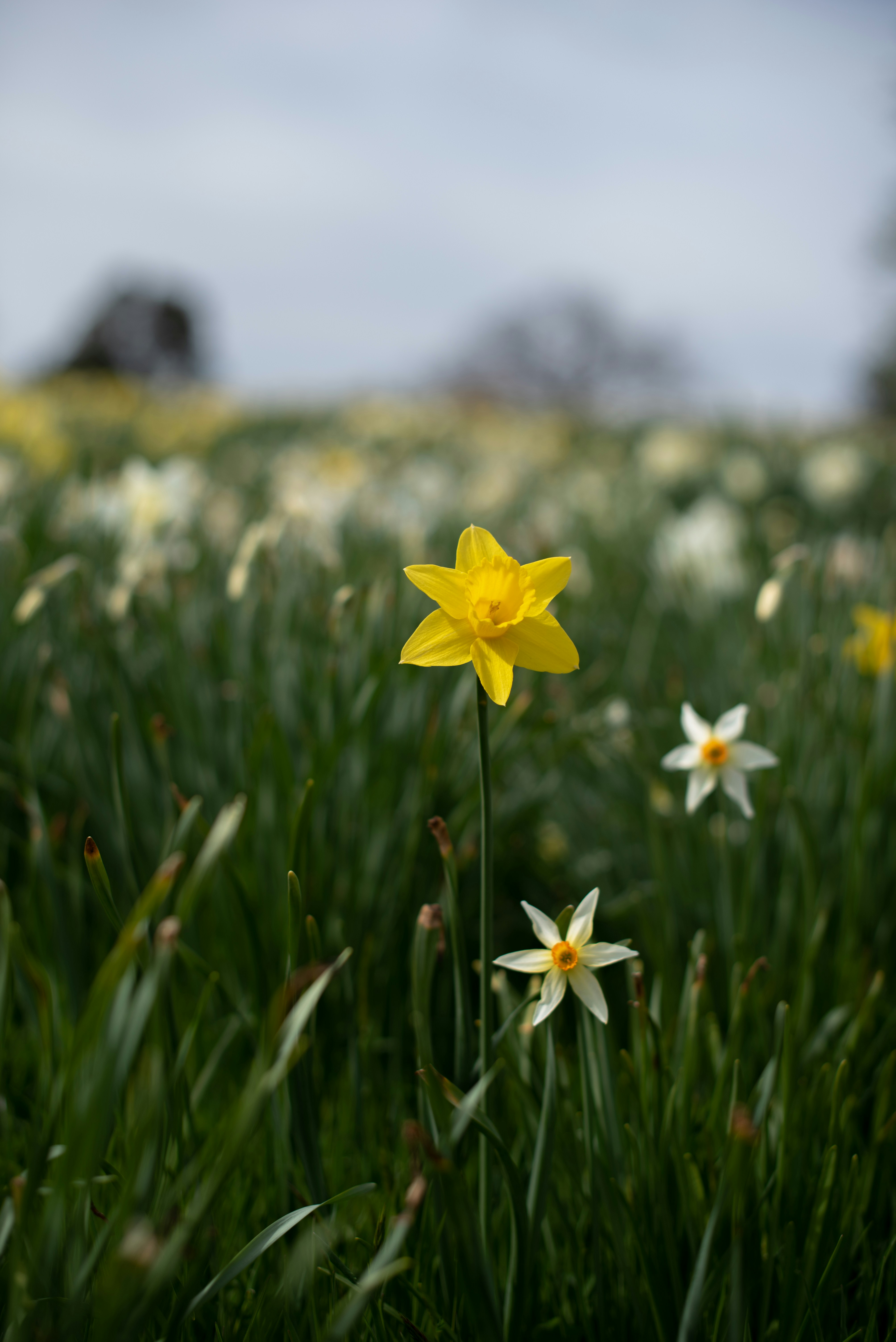 Sunlit Narcissus in a Sea of Daffodils