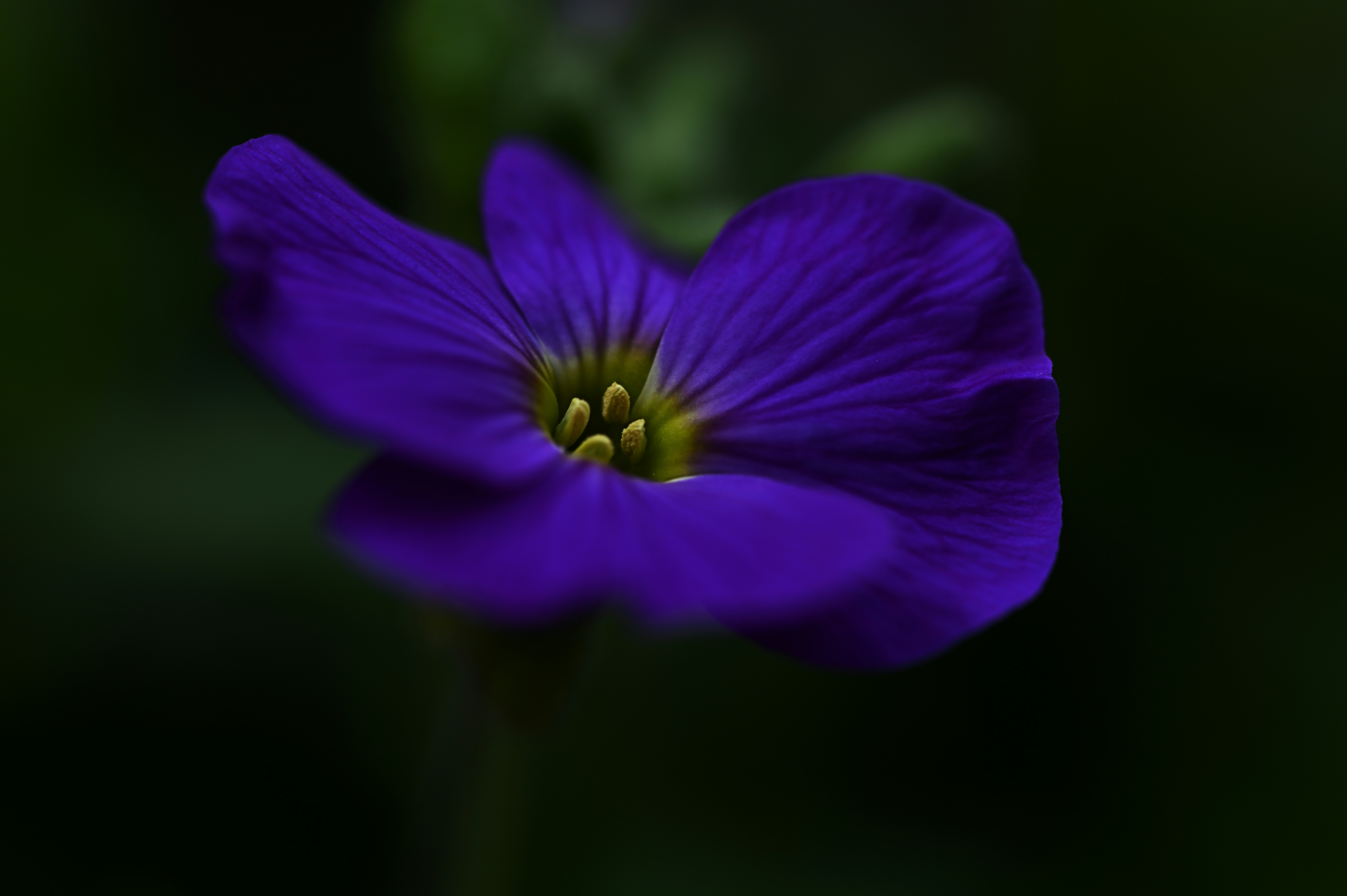 Purple Petal Spotlight: A Close-Up of Delicate Velvet Bloom