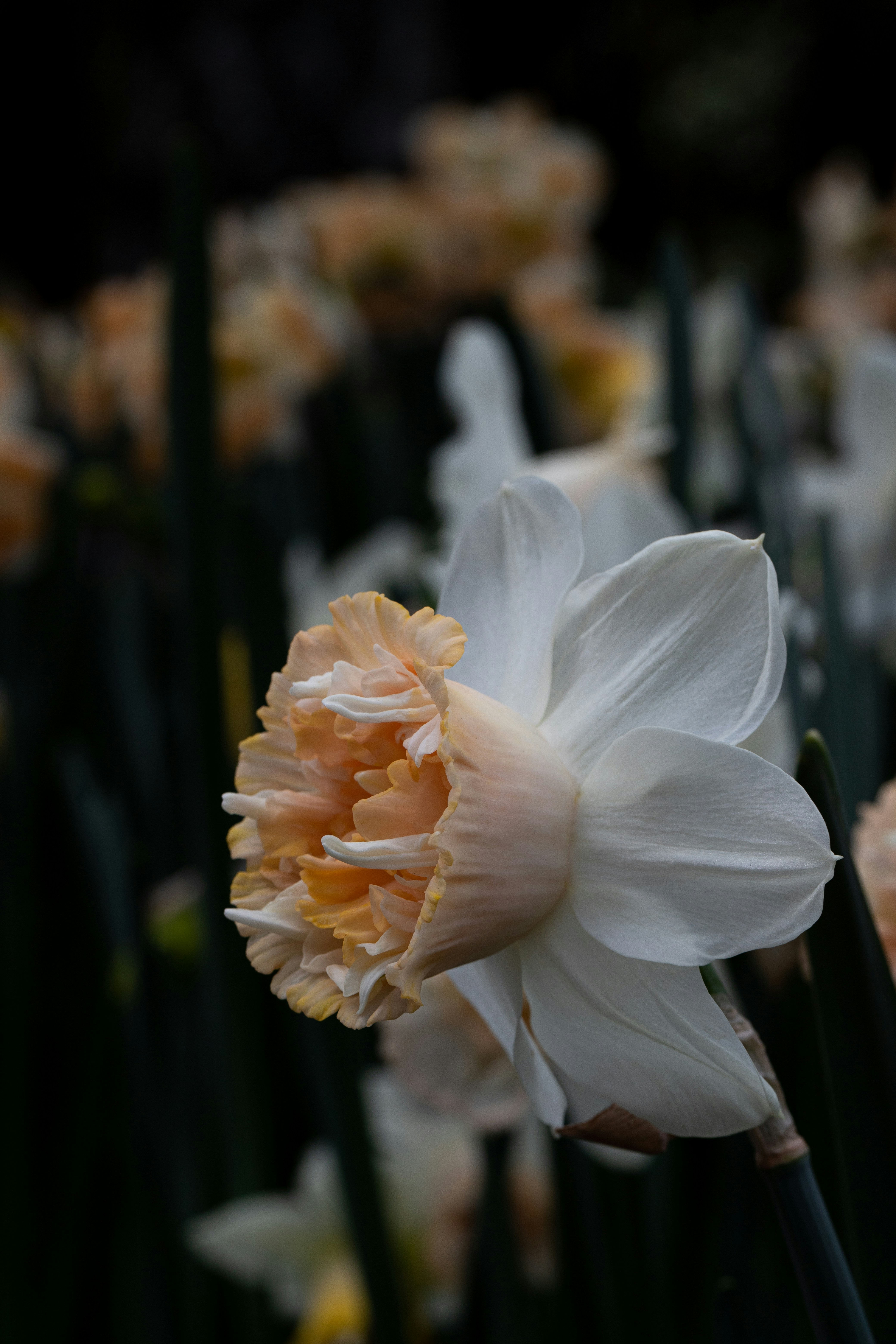 Peach-Centered Daffodil in Velvet Bokeh