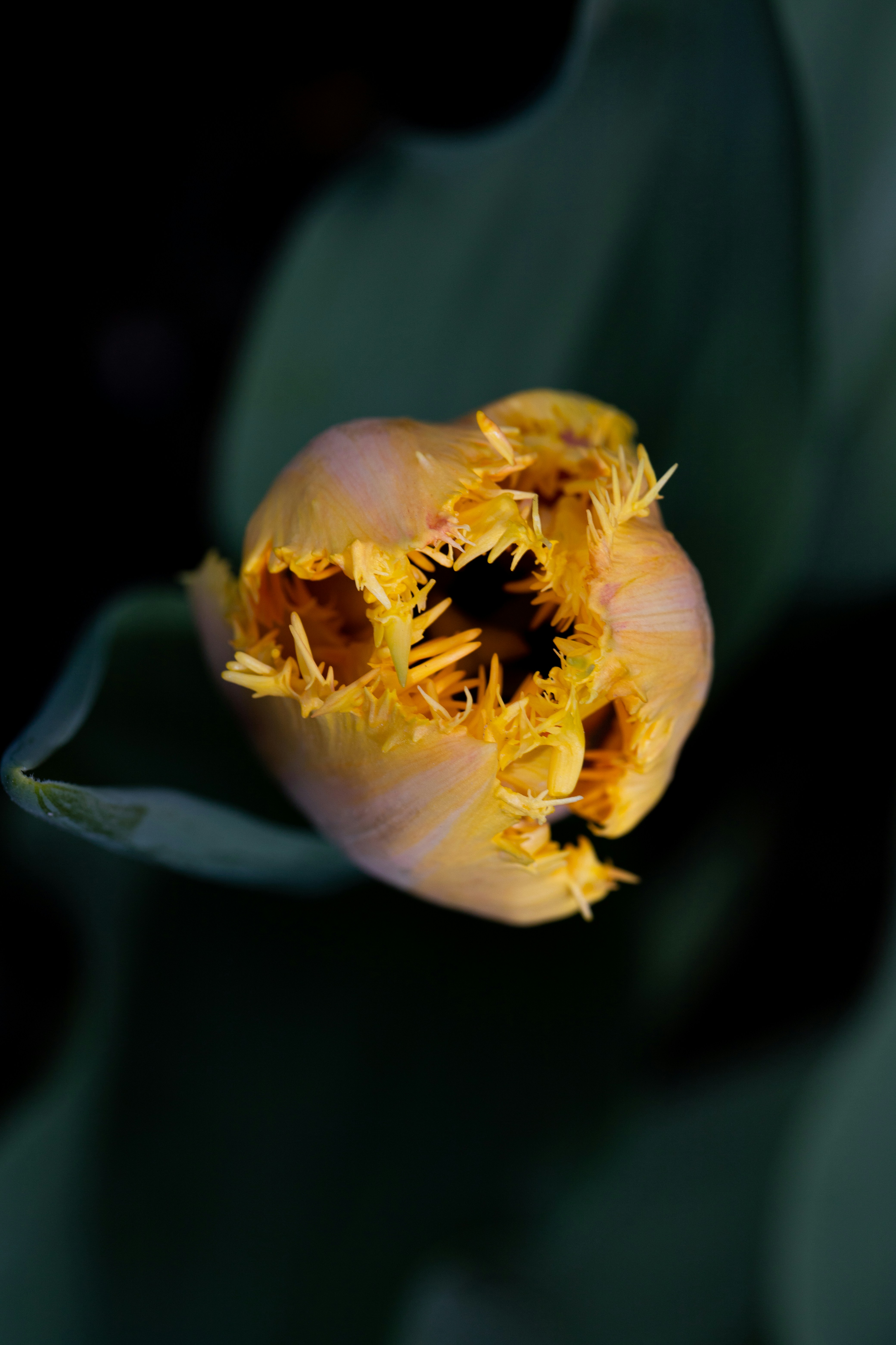 Amber Tulip Bloom: Fringed Core in Quiet Shadow