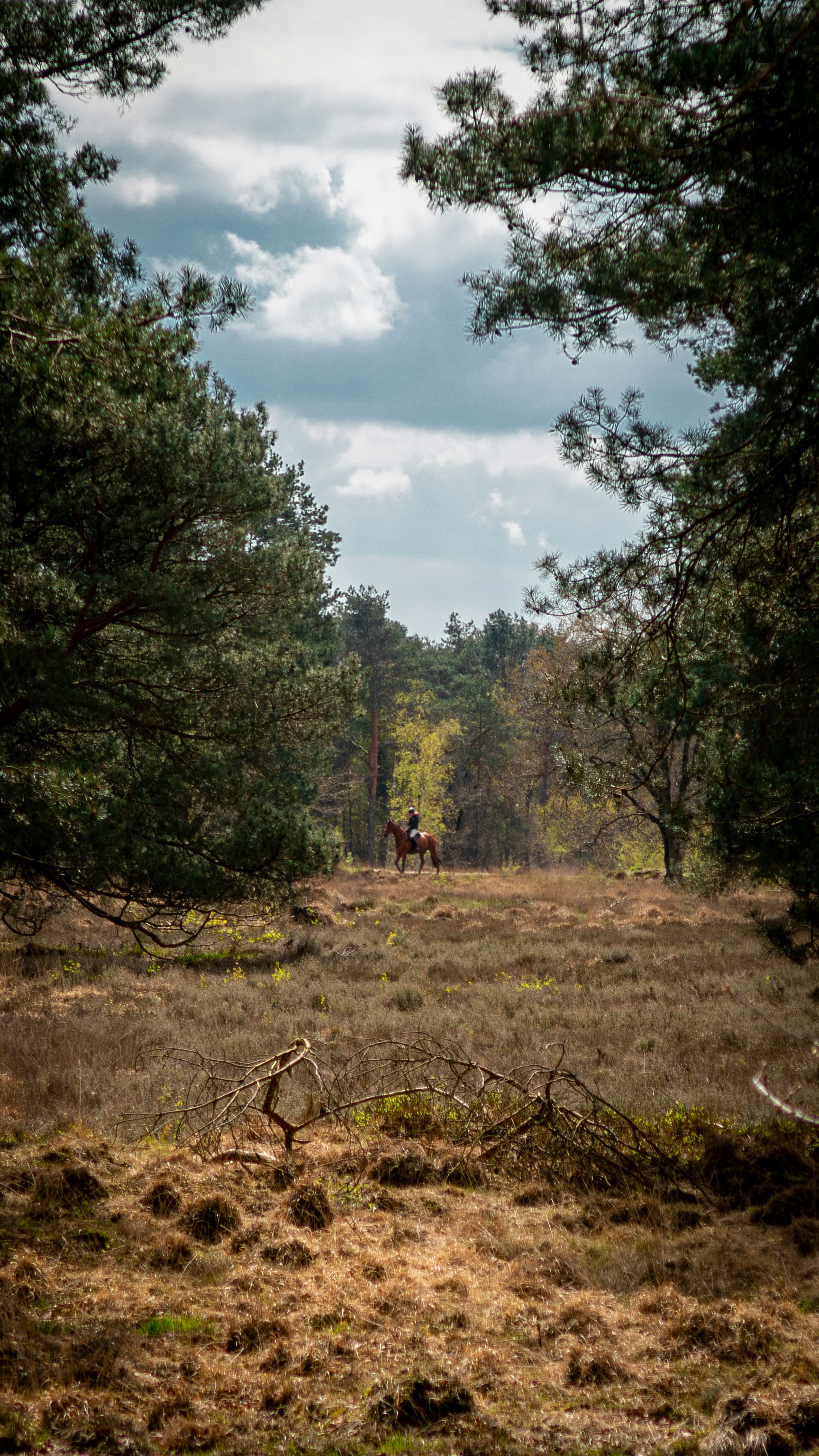 Rider in a Pine-Framed Clearing at Midday