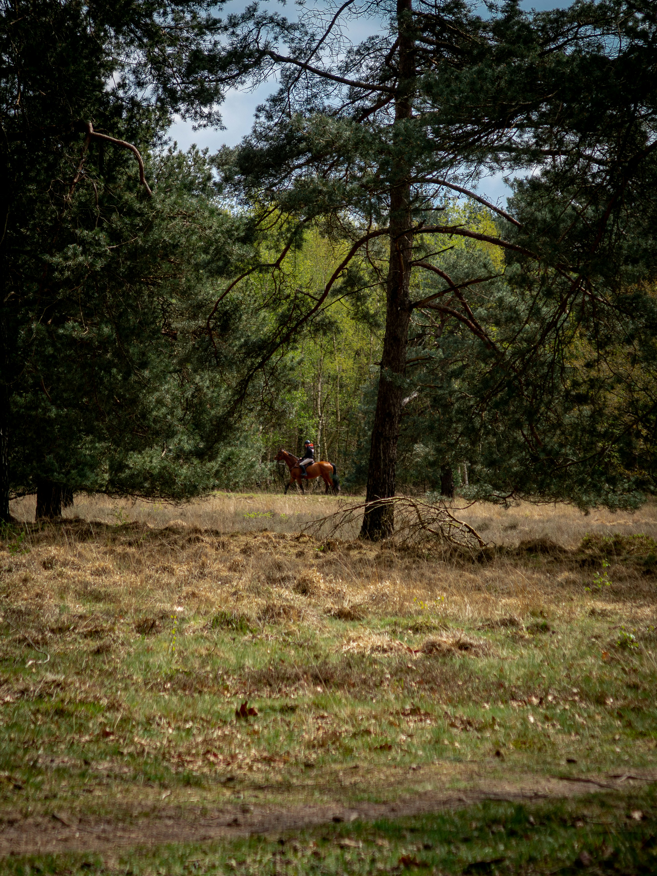 Distant Riders Amid Pine Shadows