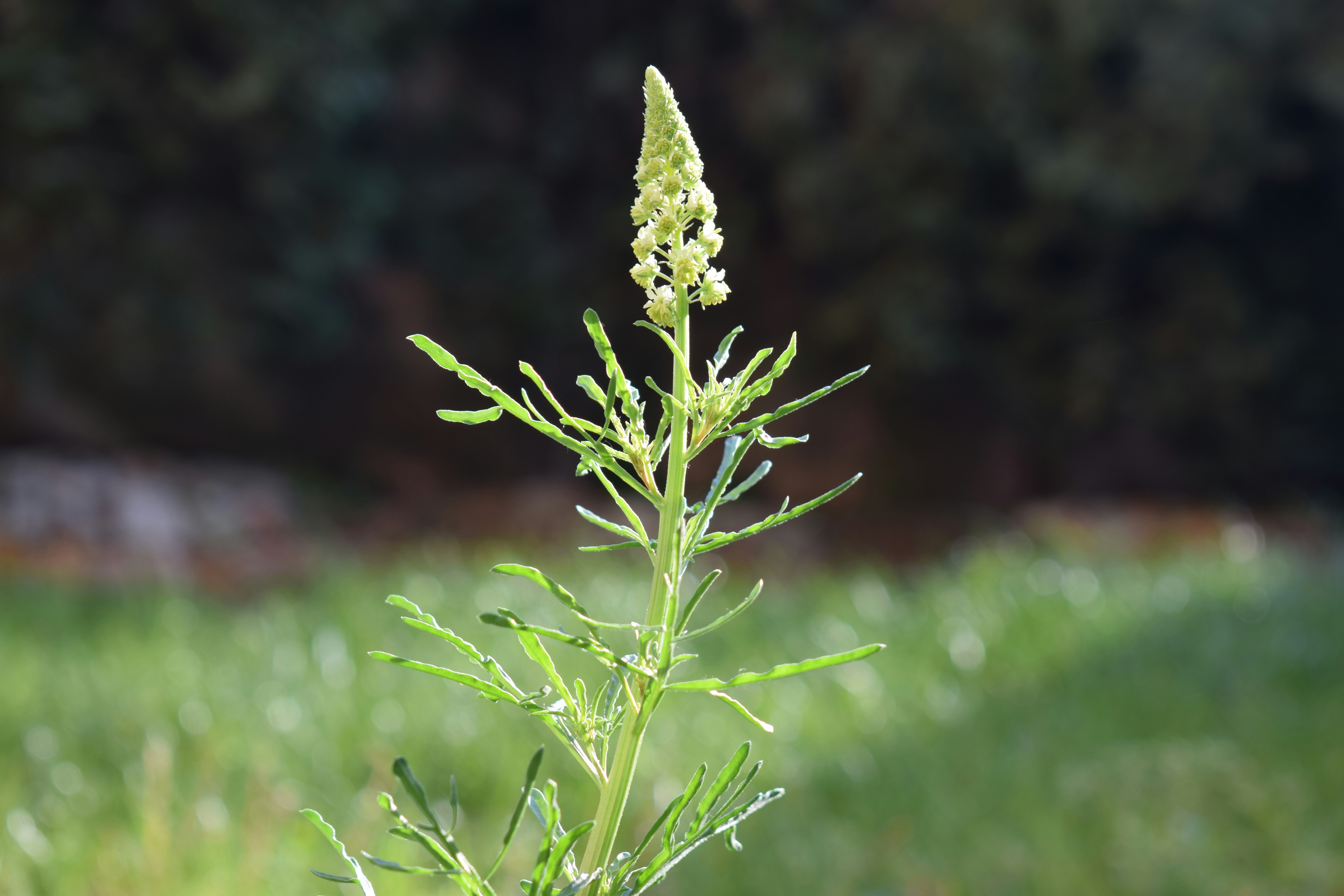 The Plume Ascends: a lone wildflower spike in sharp focus amid a soft garden blur