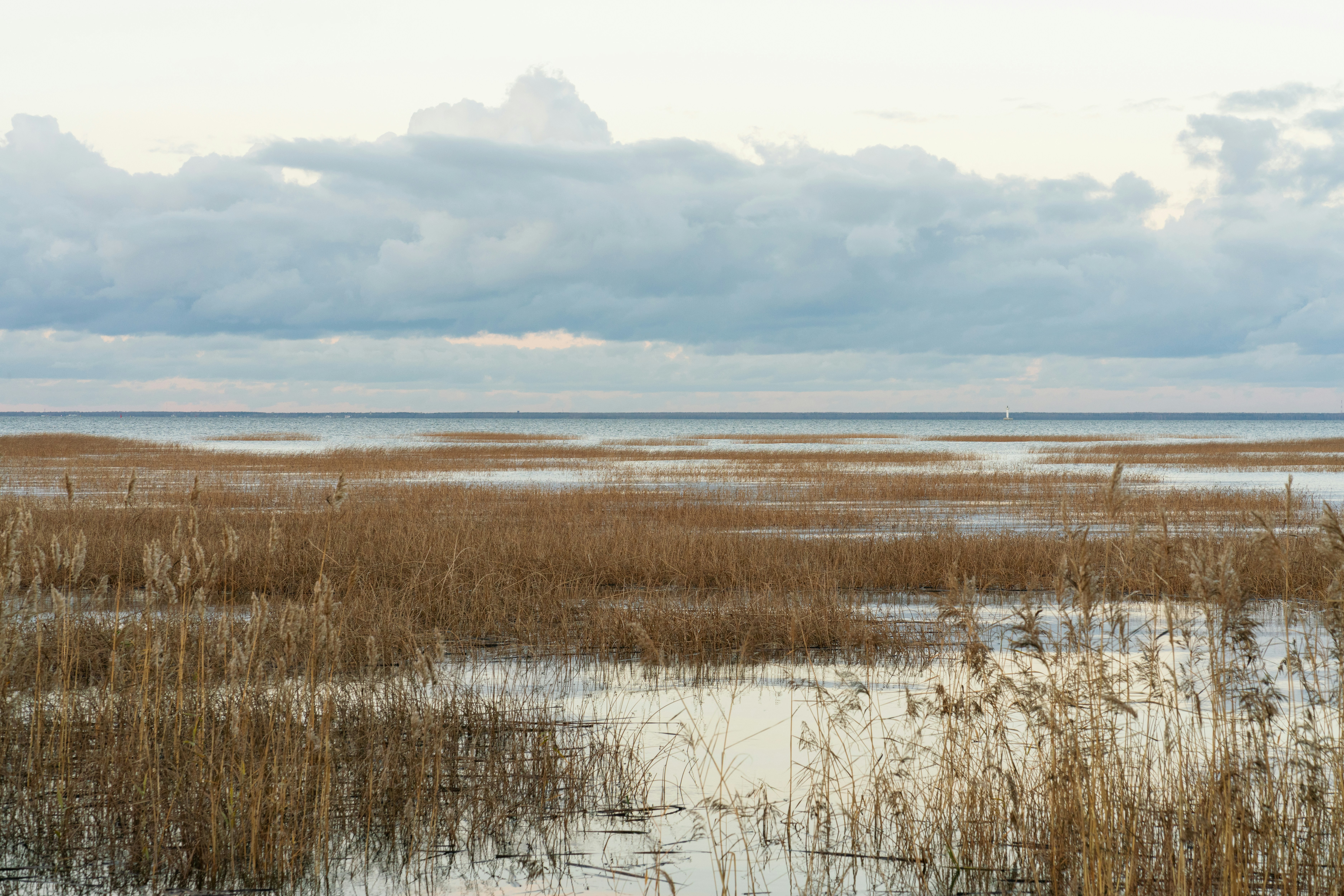 A marshy area with tall grass and clouds in the background photo – Free ...