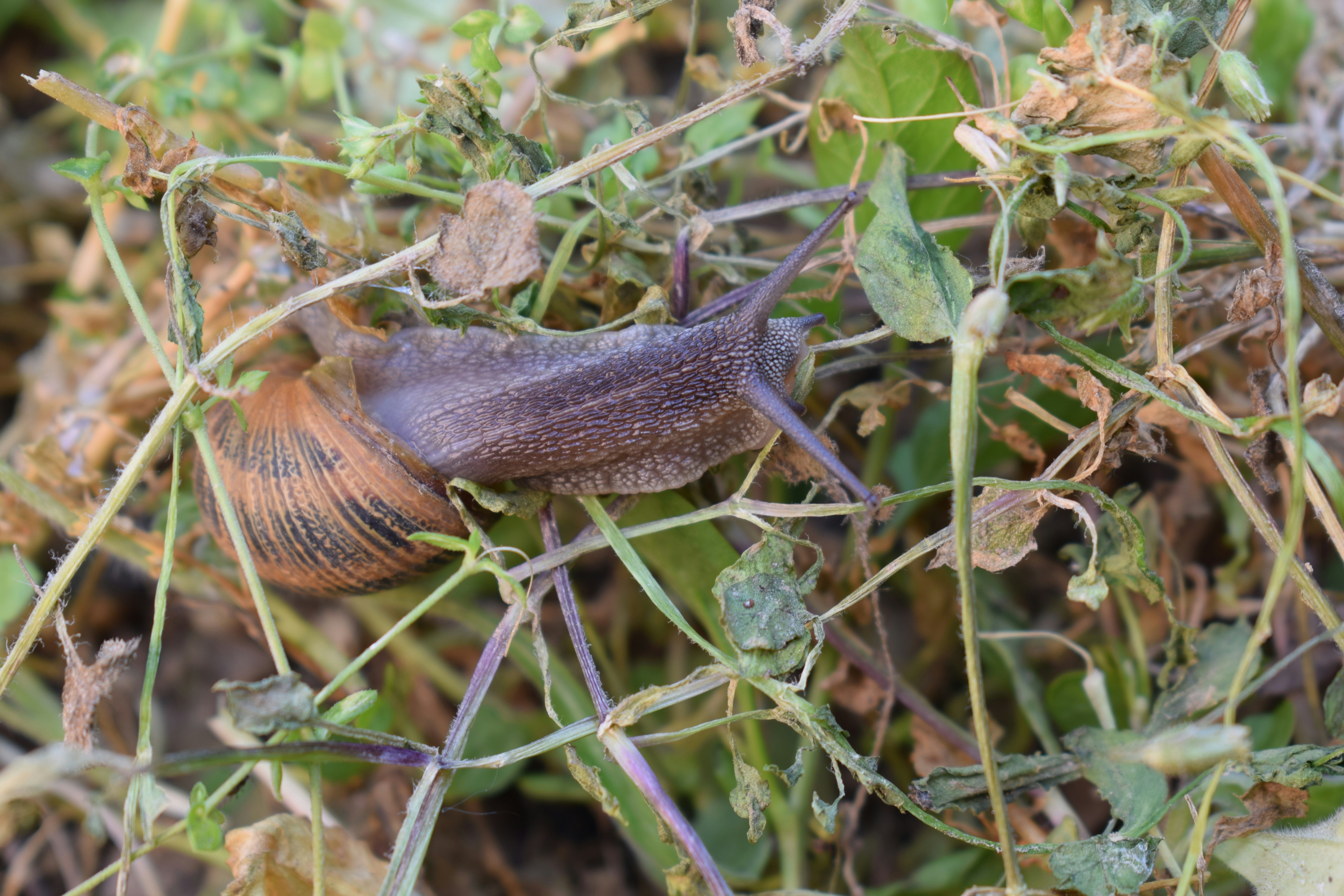 Autumn's Tangle: A Snail Weaving Through a Tangled Understory
