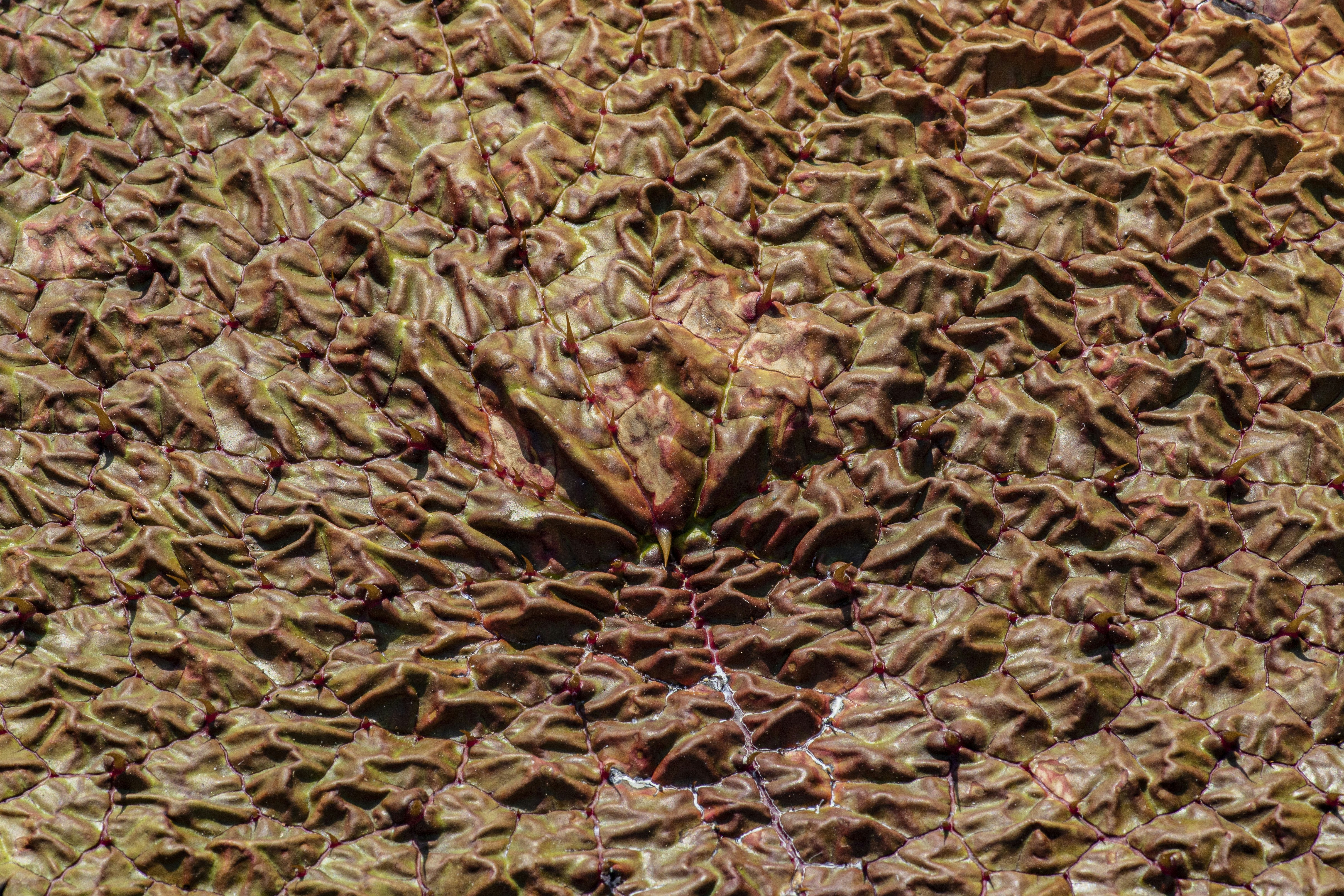 Crinkled Leaf Lattice: Macro Portrait of a Weathered, Veined Surface