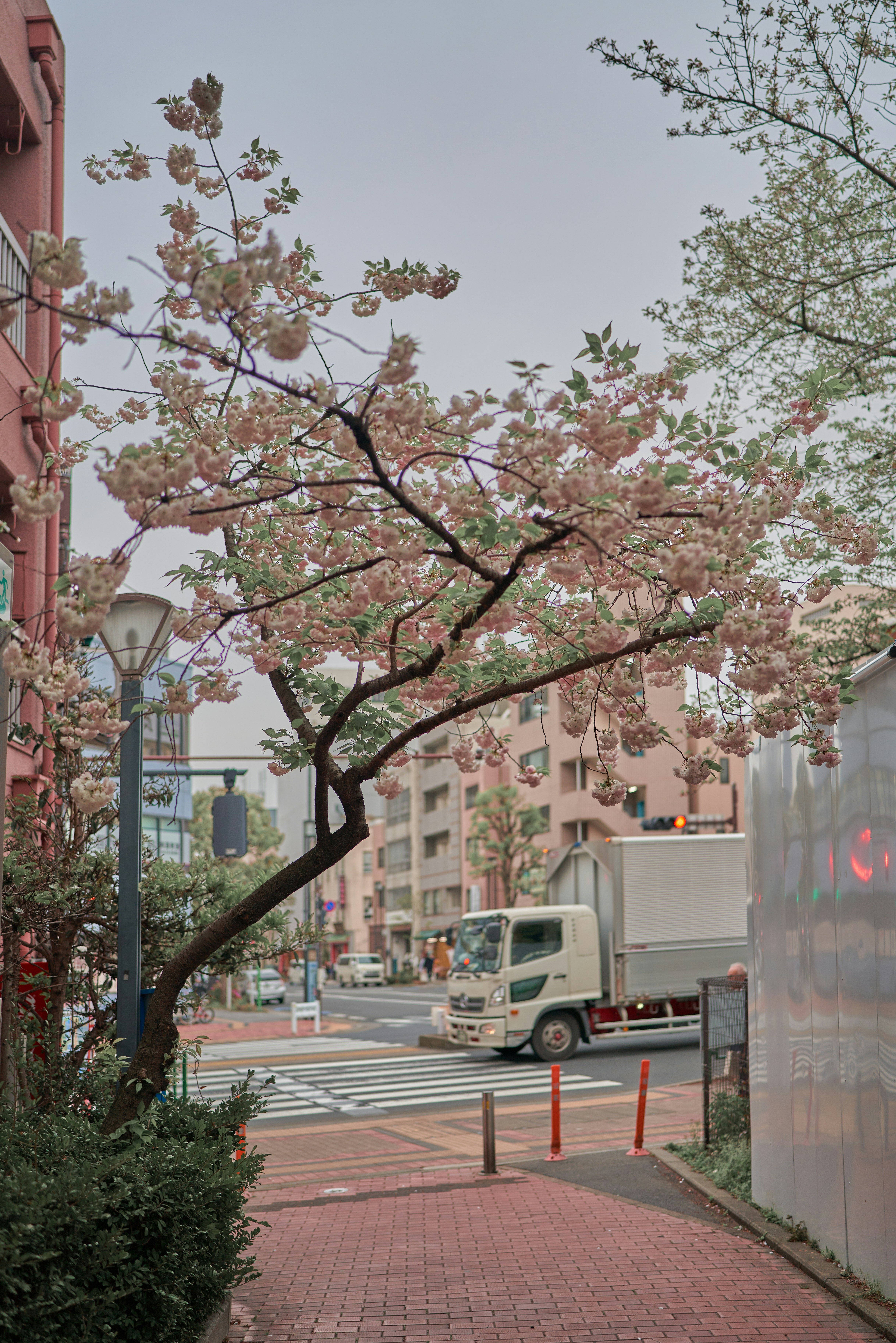 Branching Pink: Cherry Blossoms Framing a Quiet City Crossing