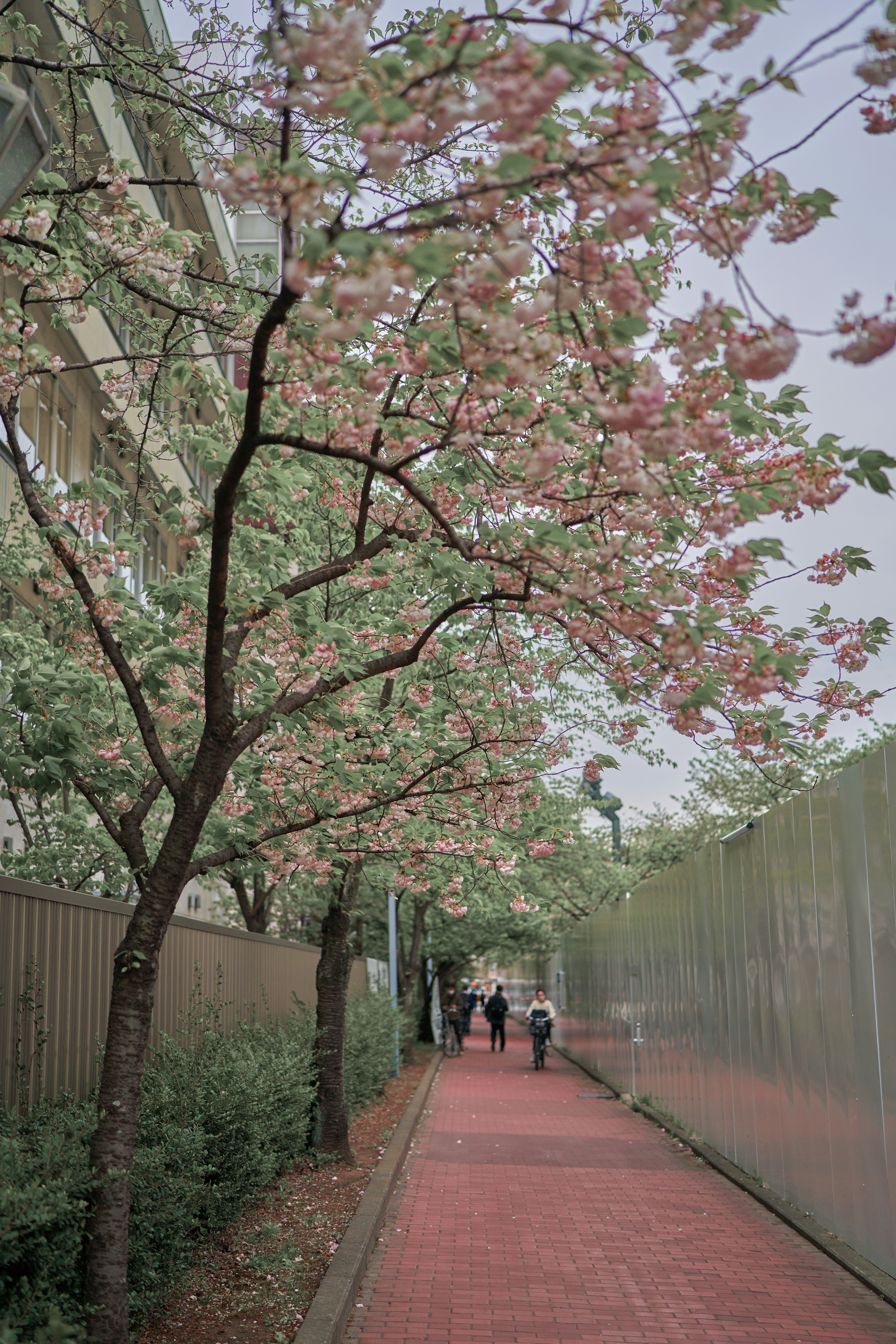 Cherry Blossom Corridor: A Quiet Walk Under a Blooming Canopy