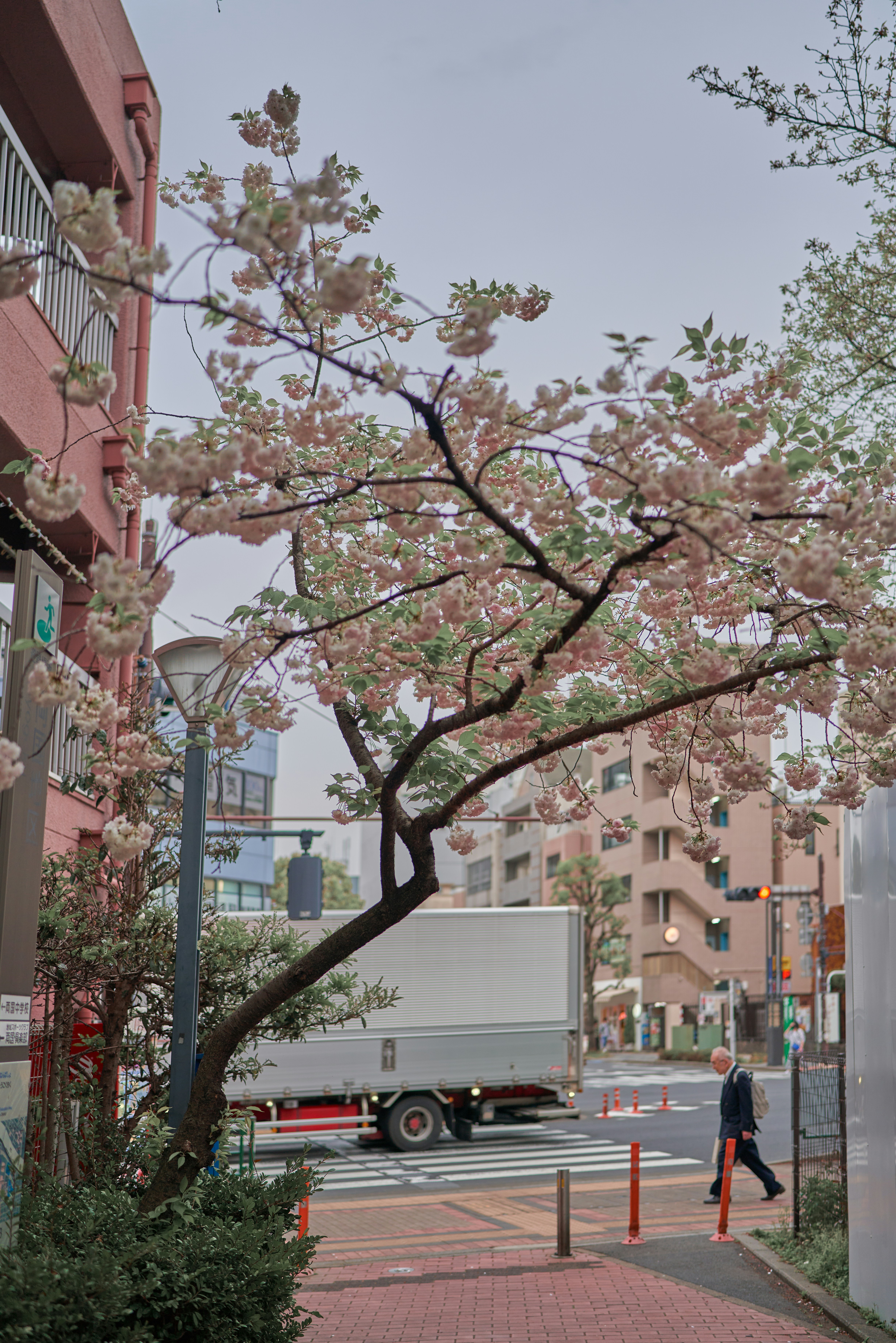 Urban Springframe: Cherry Blossoms Arch Over a Quiet Street