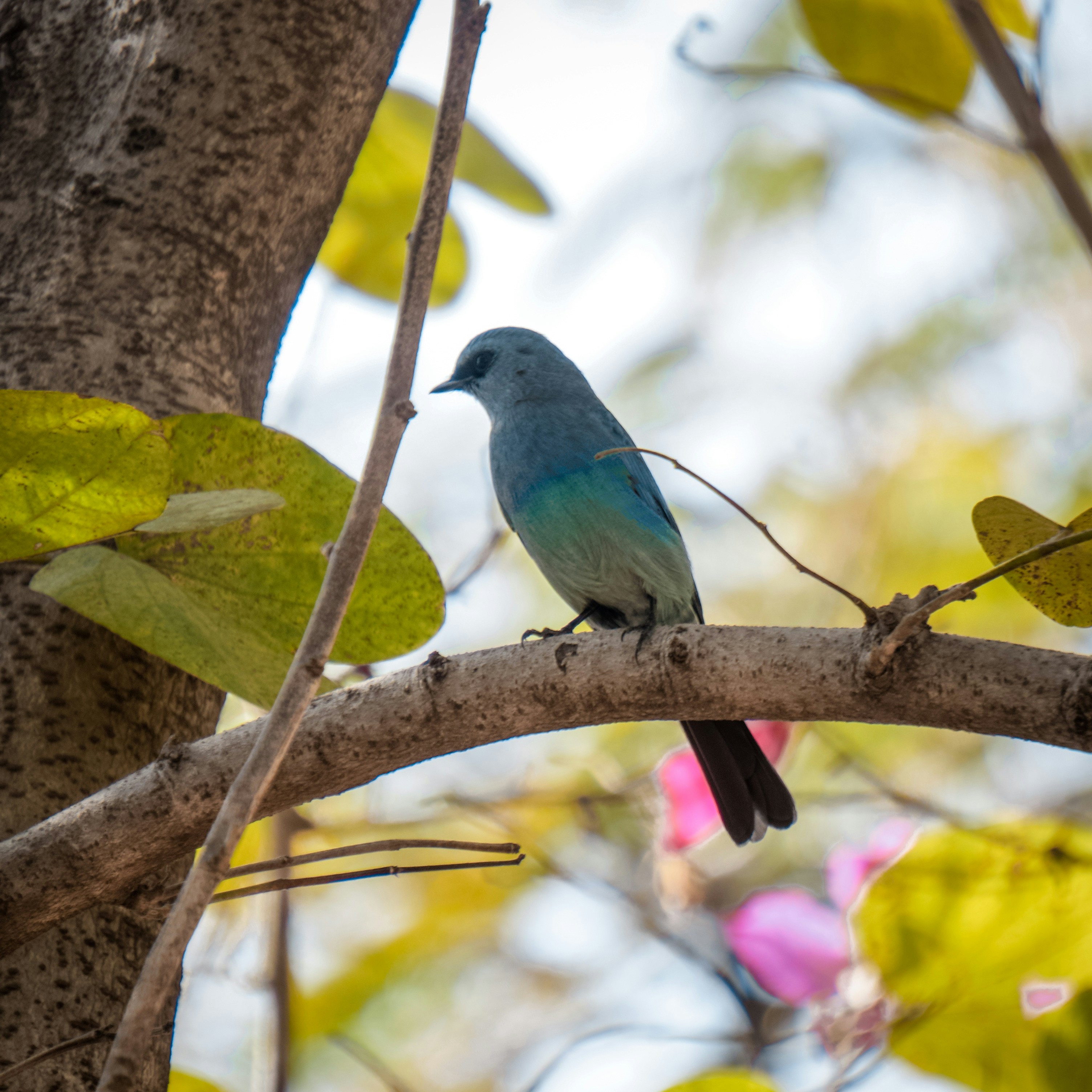 A blue bird sitting on a branch of a tree photo – Free Raghogarh ...