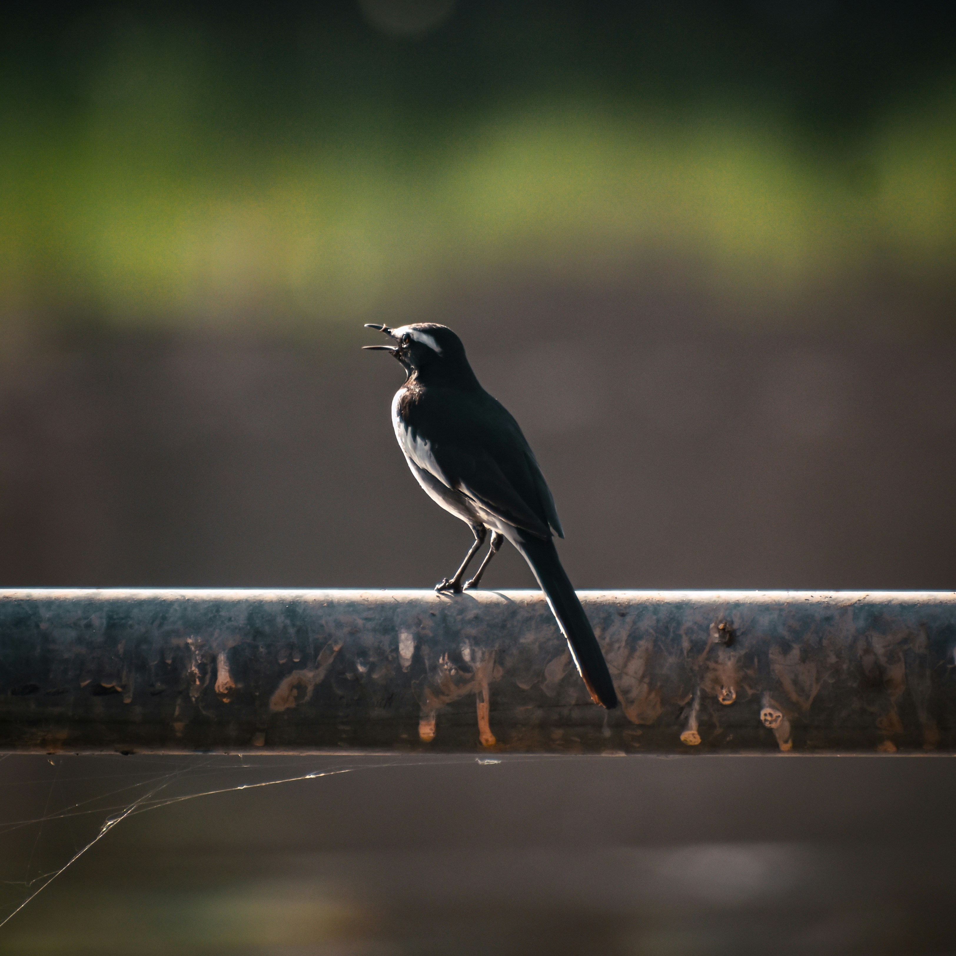 Un petit oiseau noir assis sur un rail métallique photo – Photo Bengale ...