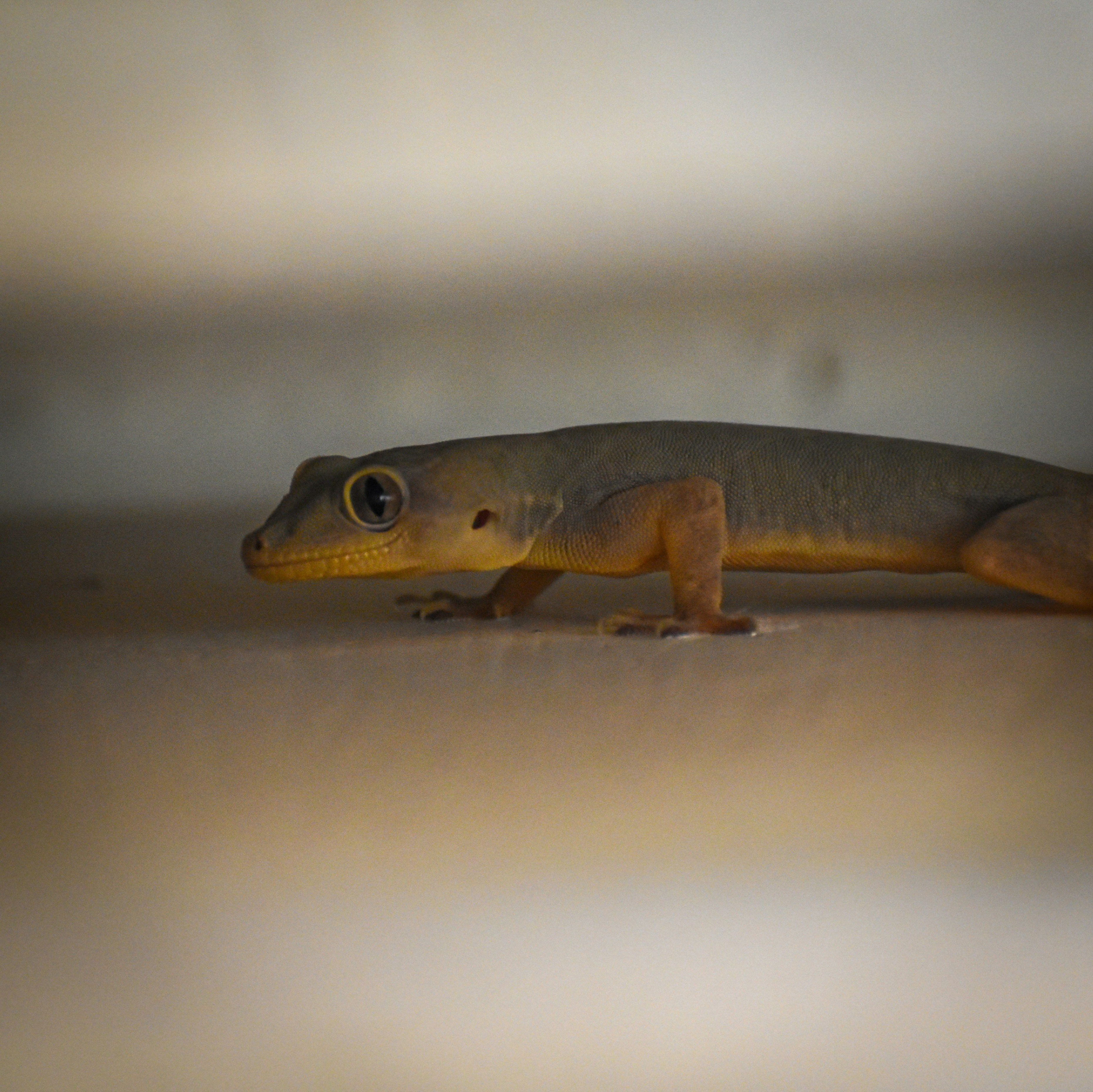 Emerald Gaze: A Small Gecko Stretches Across a Quiet Surface