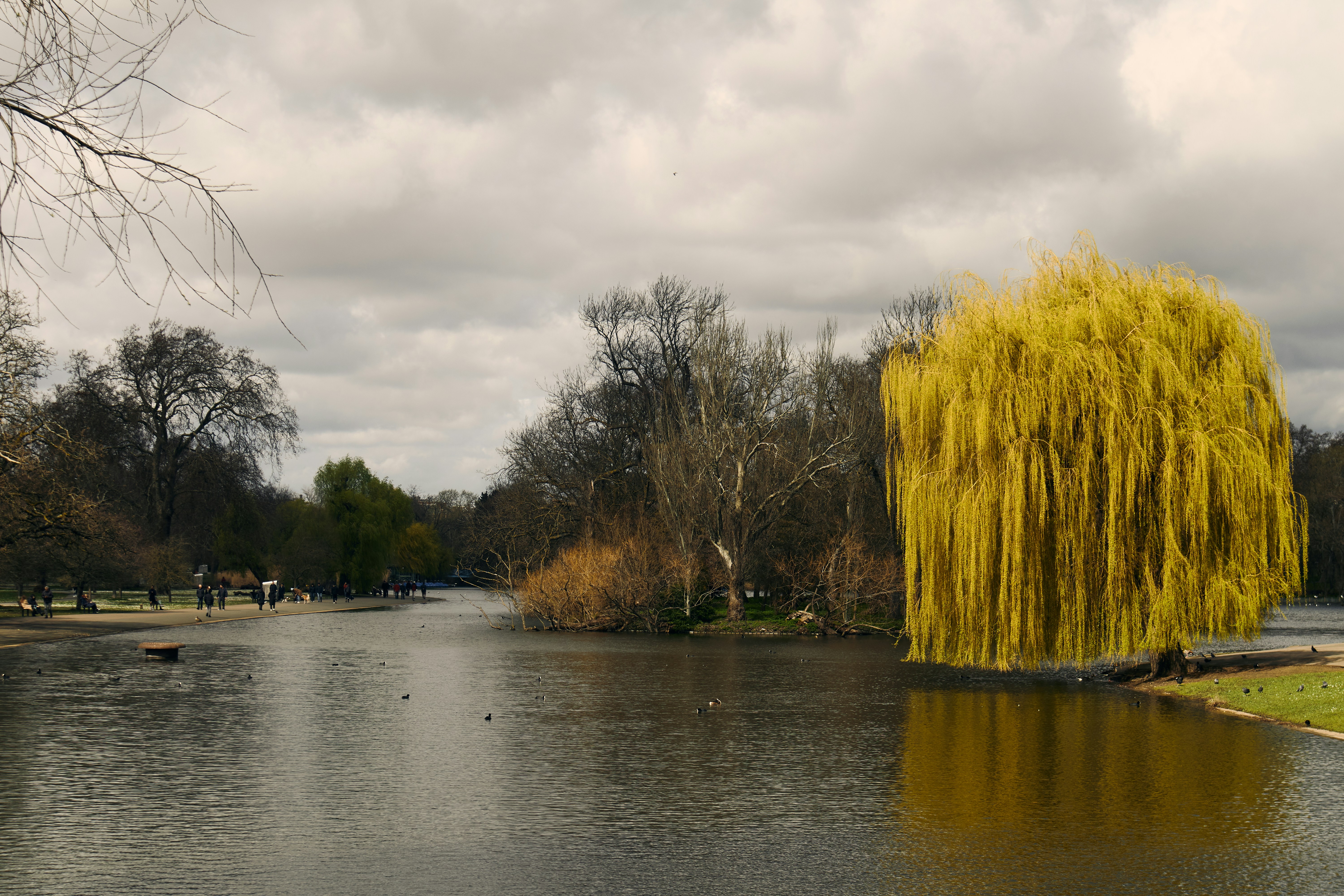 Amber Willow by the Lake Under Clouded Skies