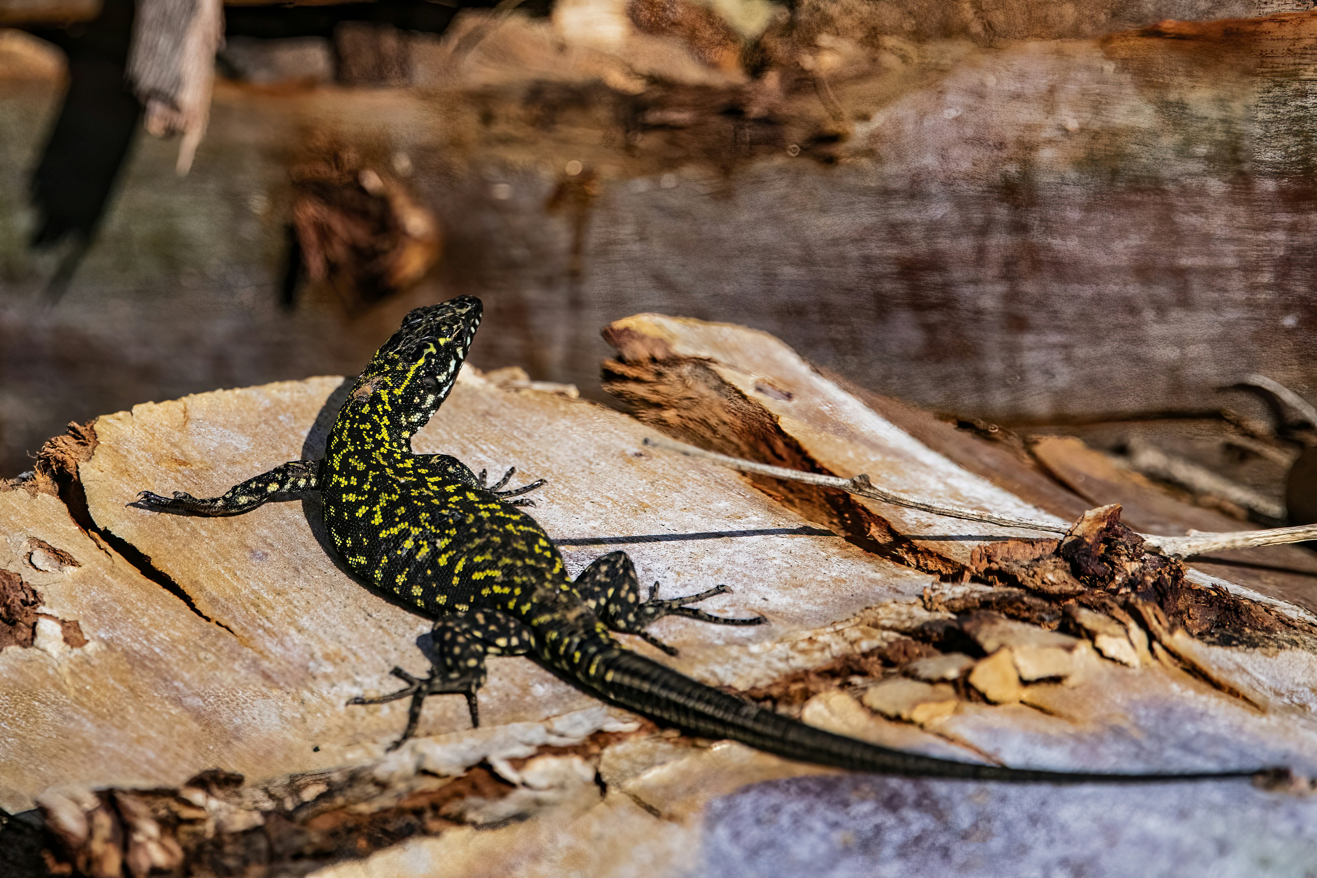 Sunlit Lizard on Weathered Wood