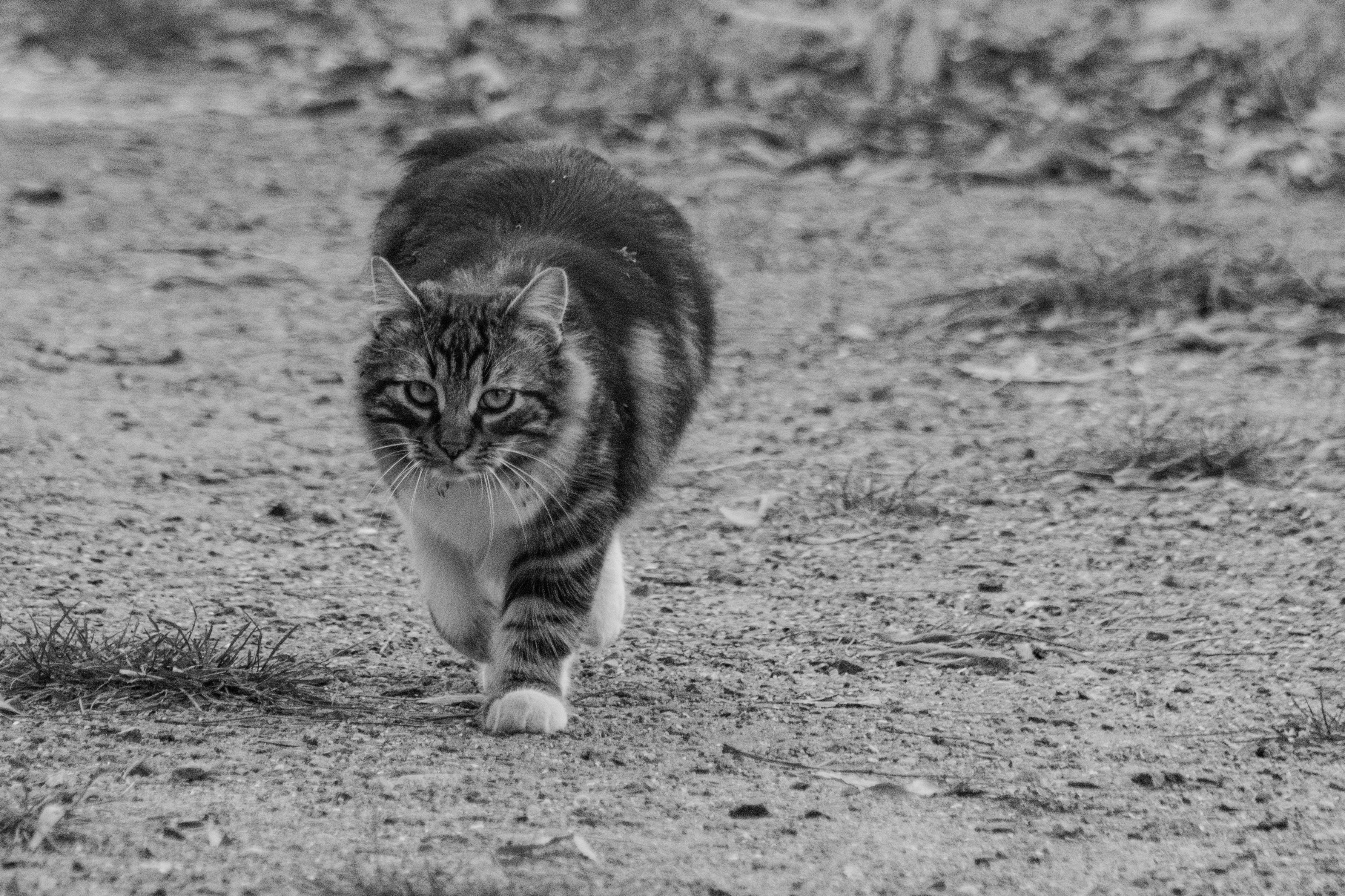Monochrome Prowler: a tabby strides across a dusty trail