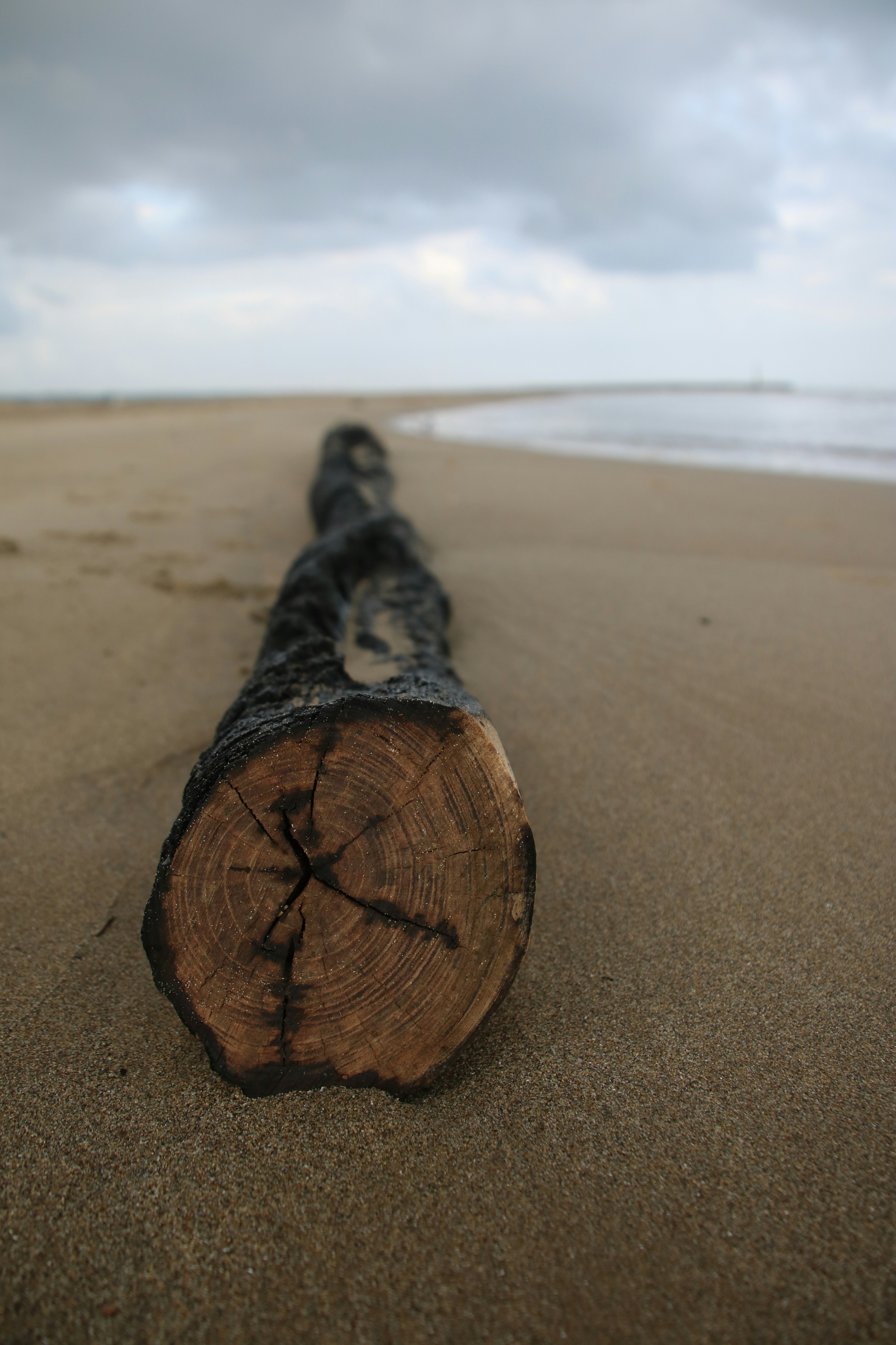 Weathered Driftwood Extends a Quiet Line Along a Moody Beach