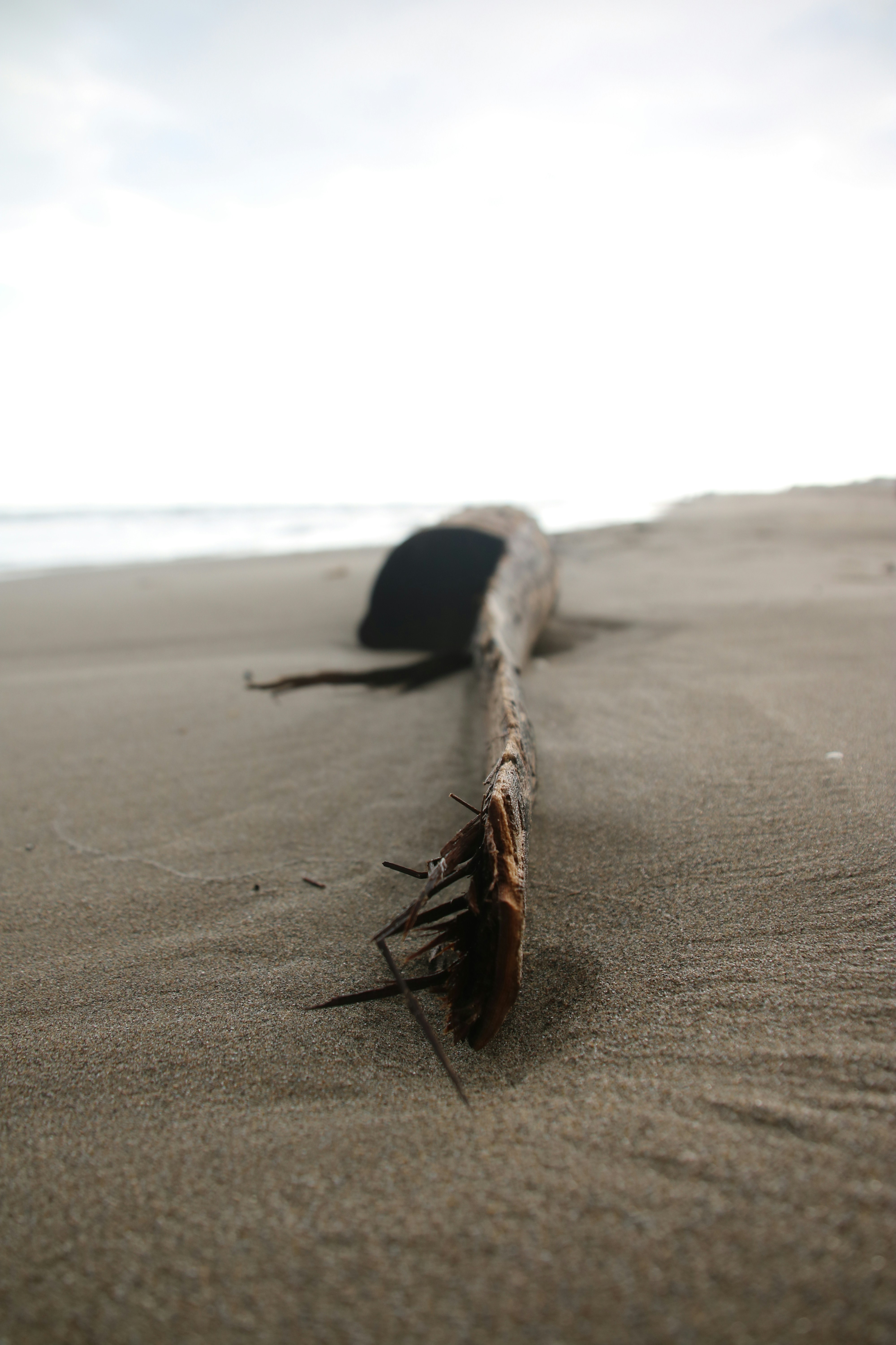Beach Wood Pictures | Download Free Images on Unsplash