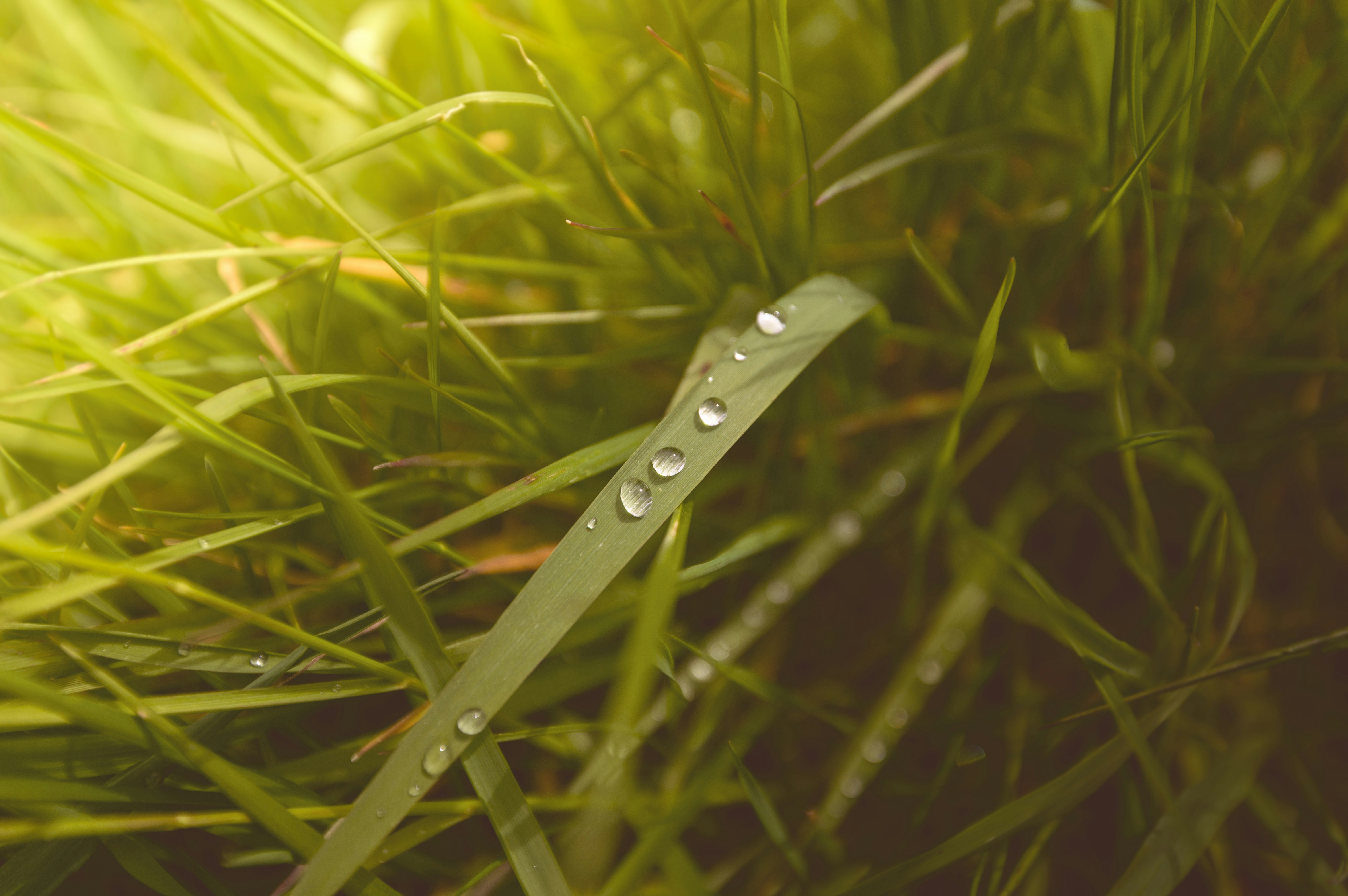 A close up of a grass with water droplets photo – Free Grass Image on ...
