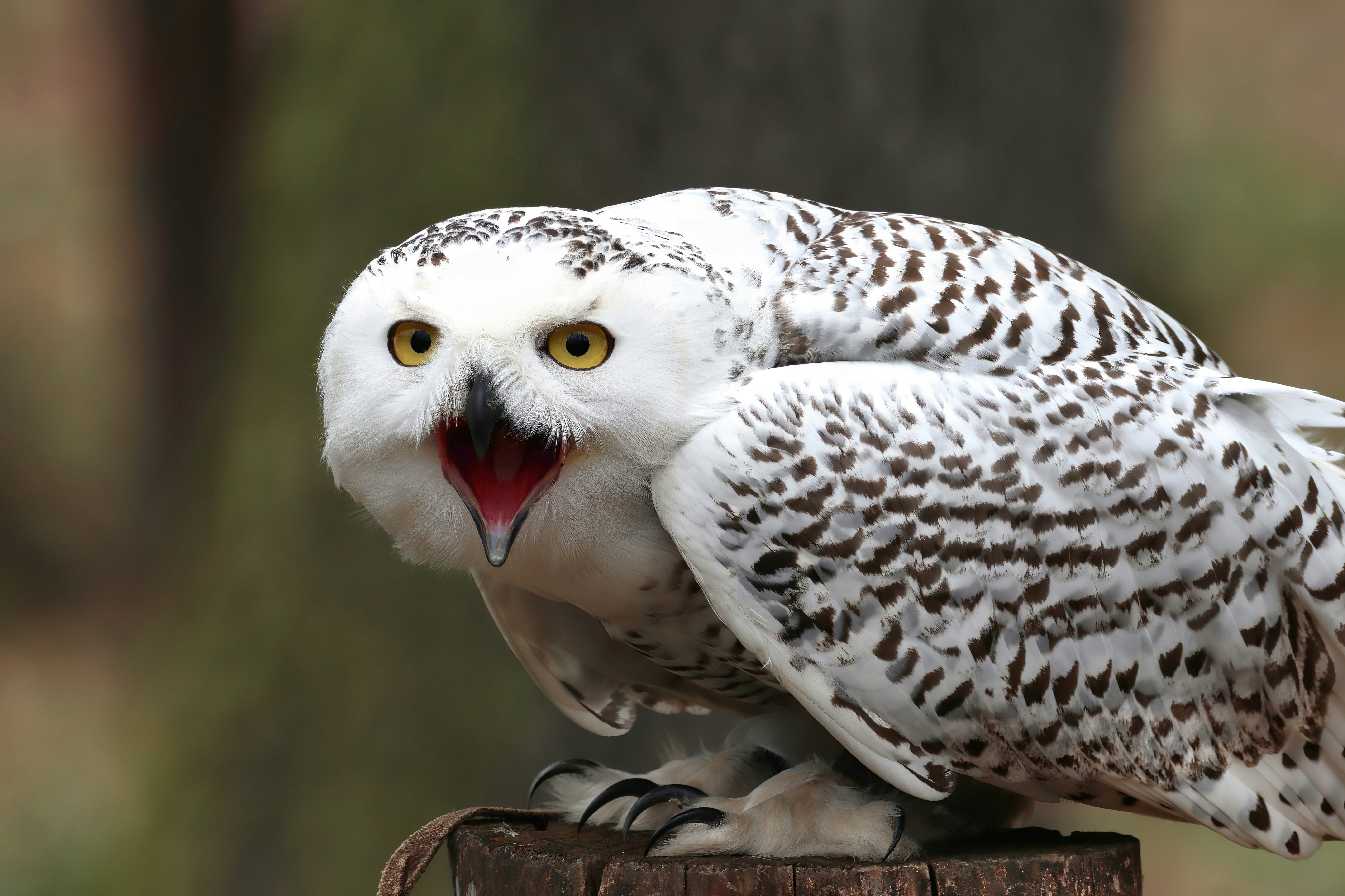 Un hibou blanc et brun assis au sommet d’un poteau en bois photo ...