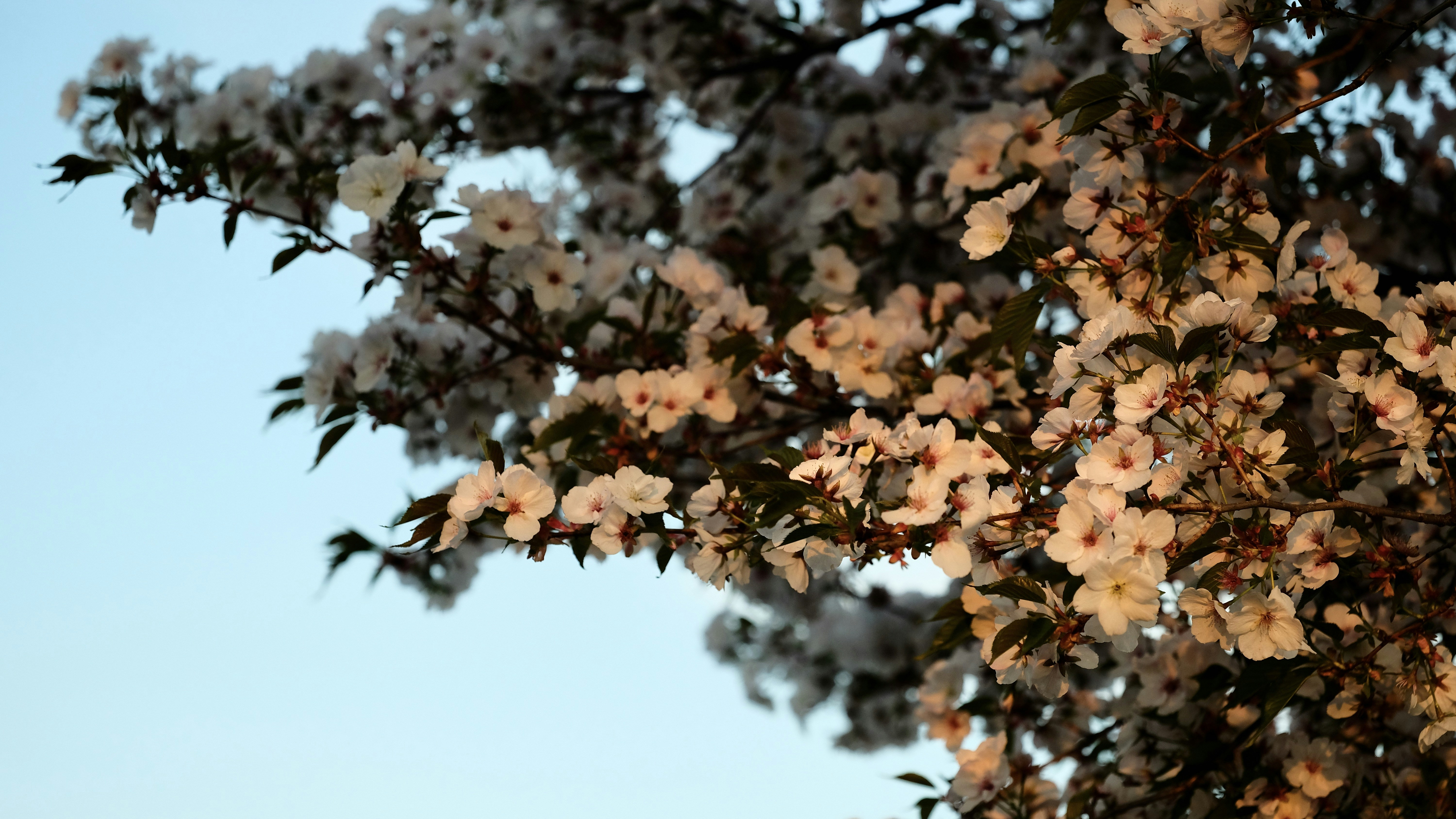 a close up of a tree with white flowers
