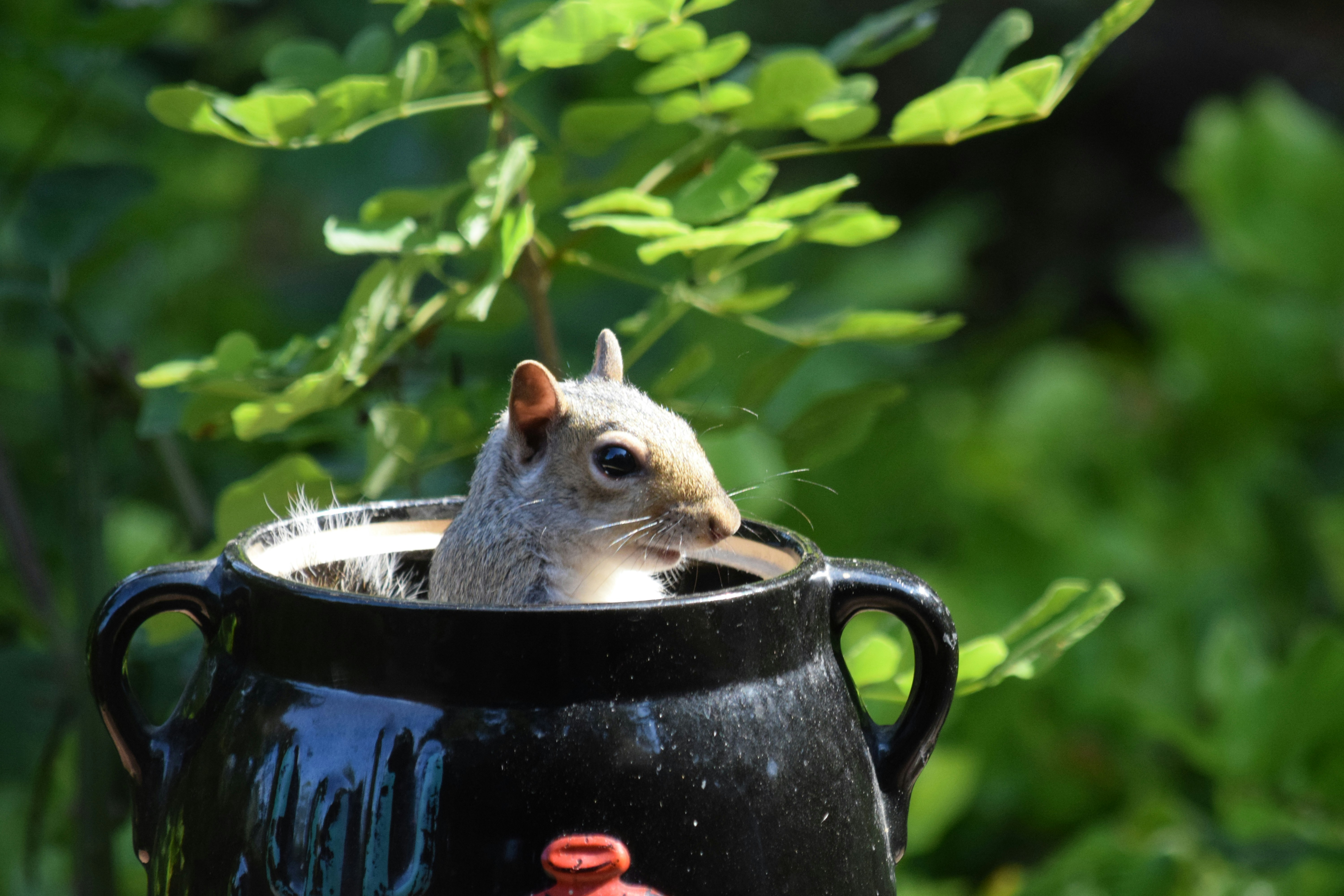 Curious Squirrel Peeks from a Glazed Pot Amid Spring Foliage