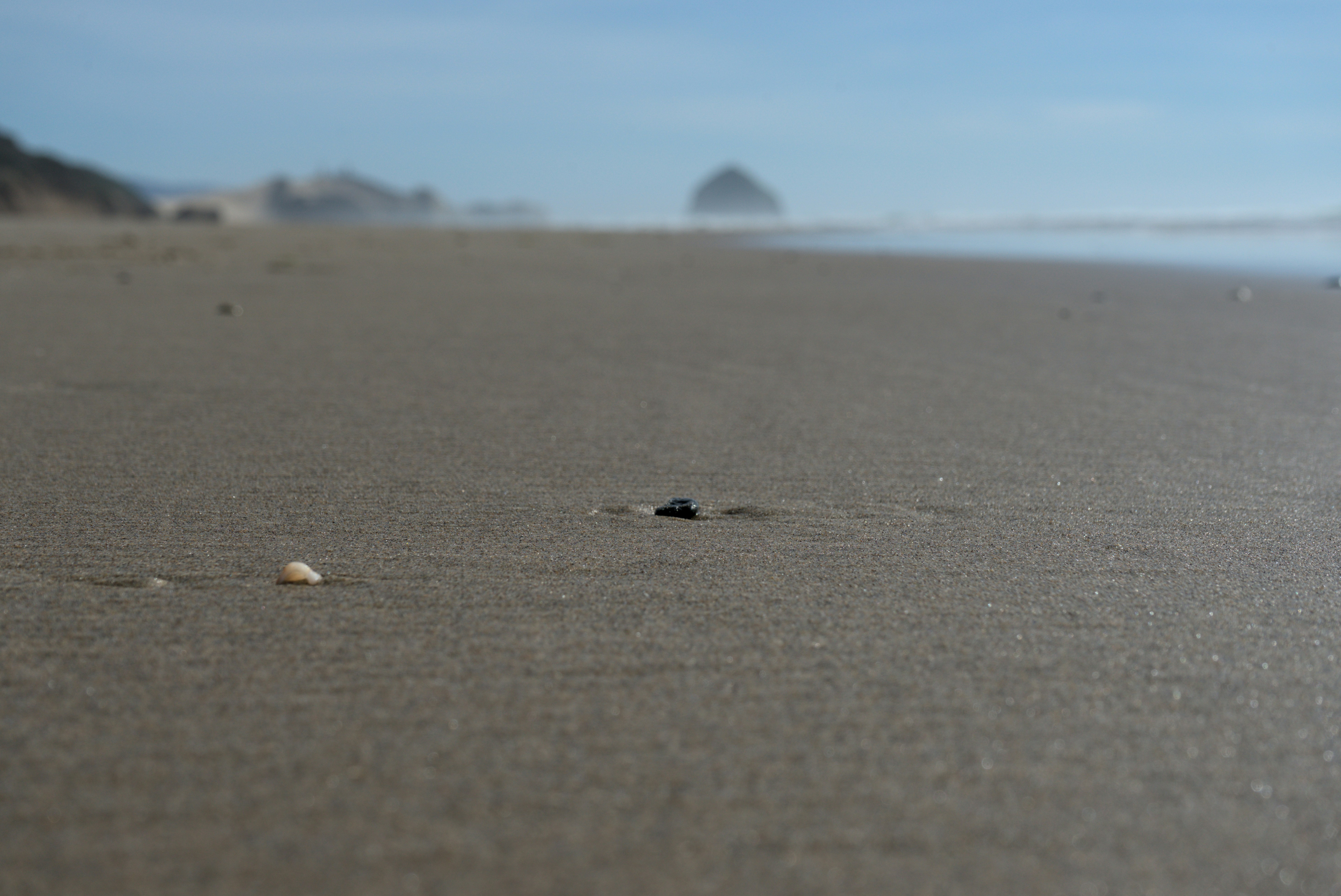 A small shell on the sand of a beach photo – Free Beach Image on Unsplash