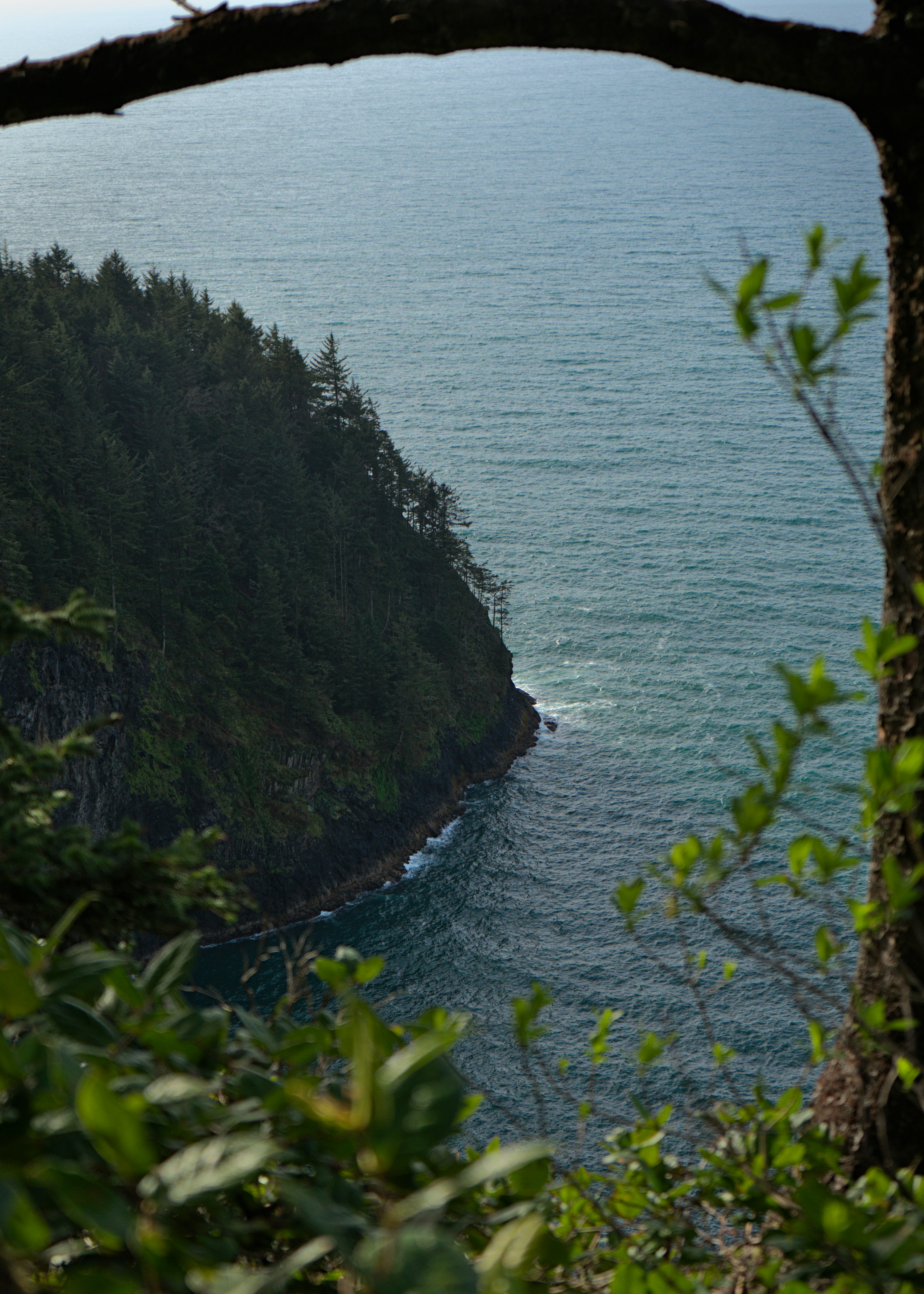 Branch-Framed Cape: Forested Cliff Meeting the Quiet Sea