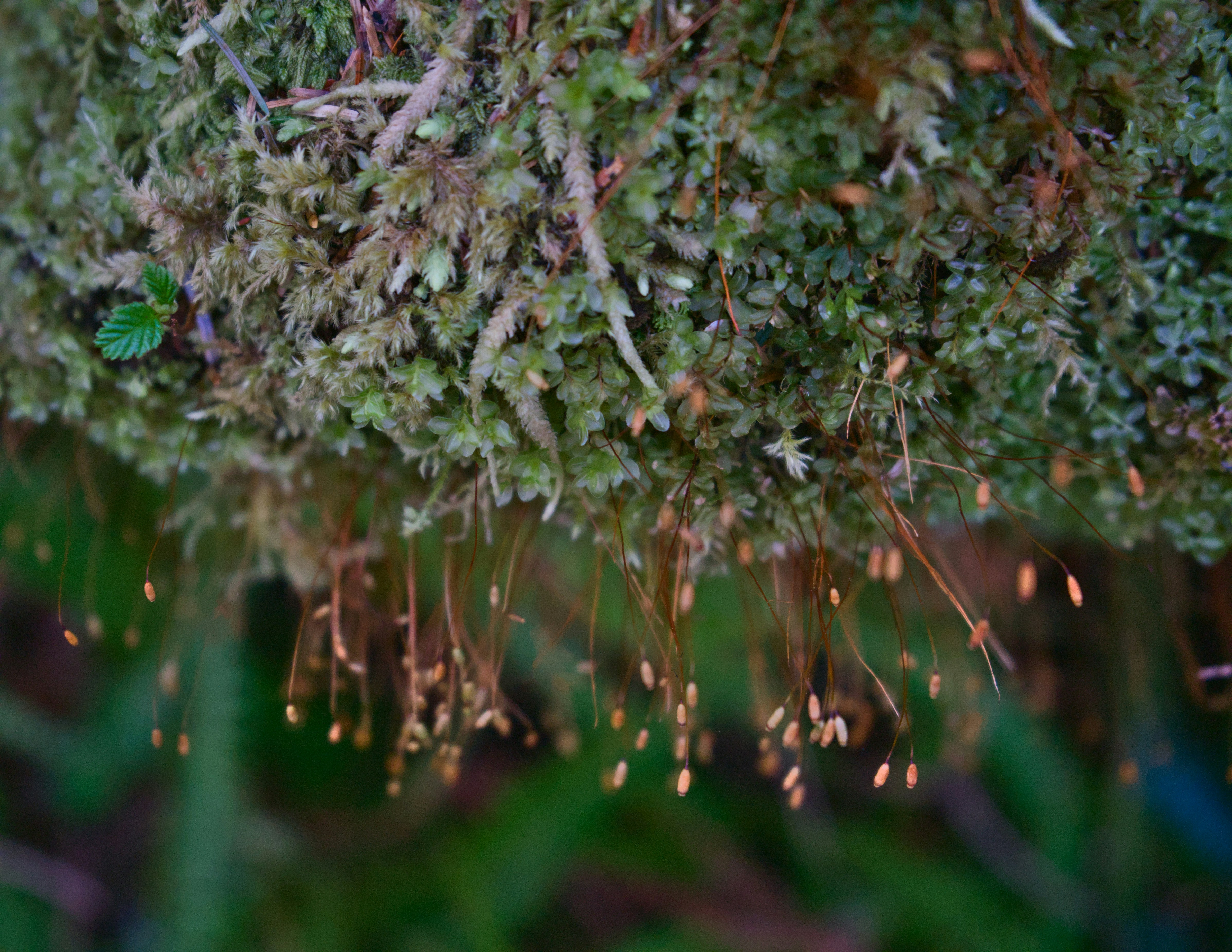 Mossy Overhang with Dew-Threaded Weeping Details