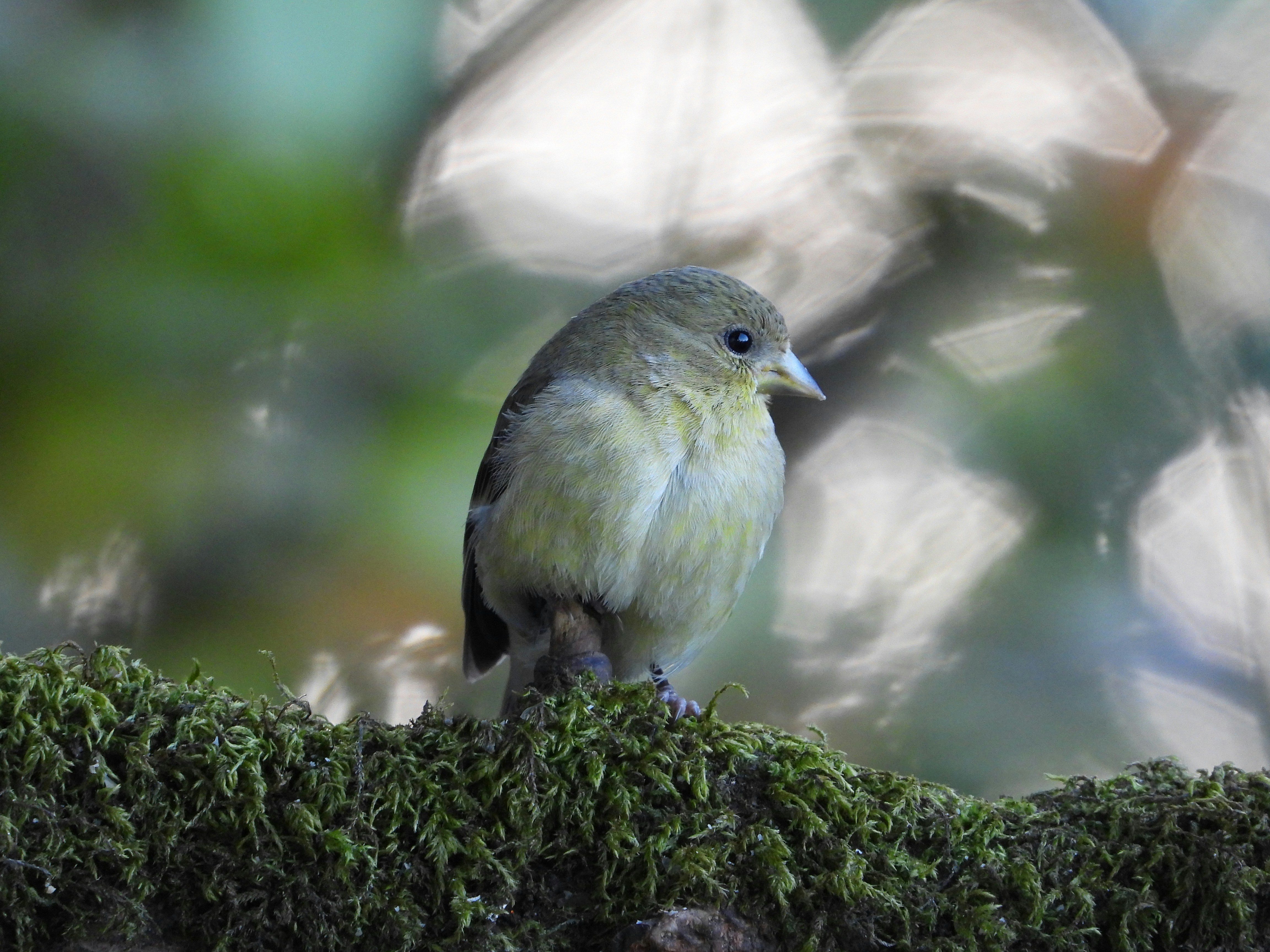 Lesser goldfinch, female