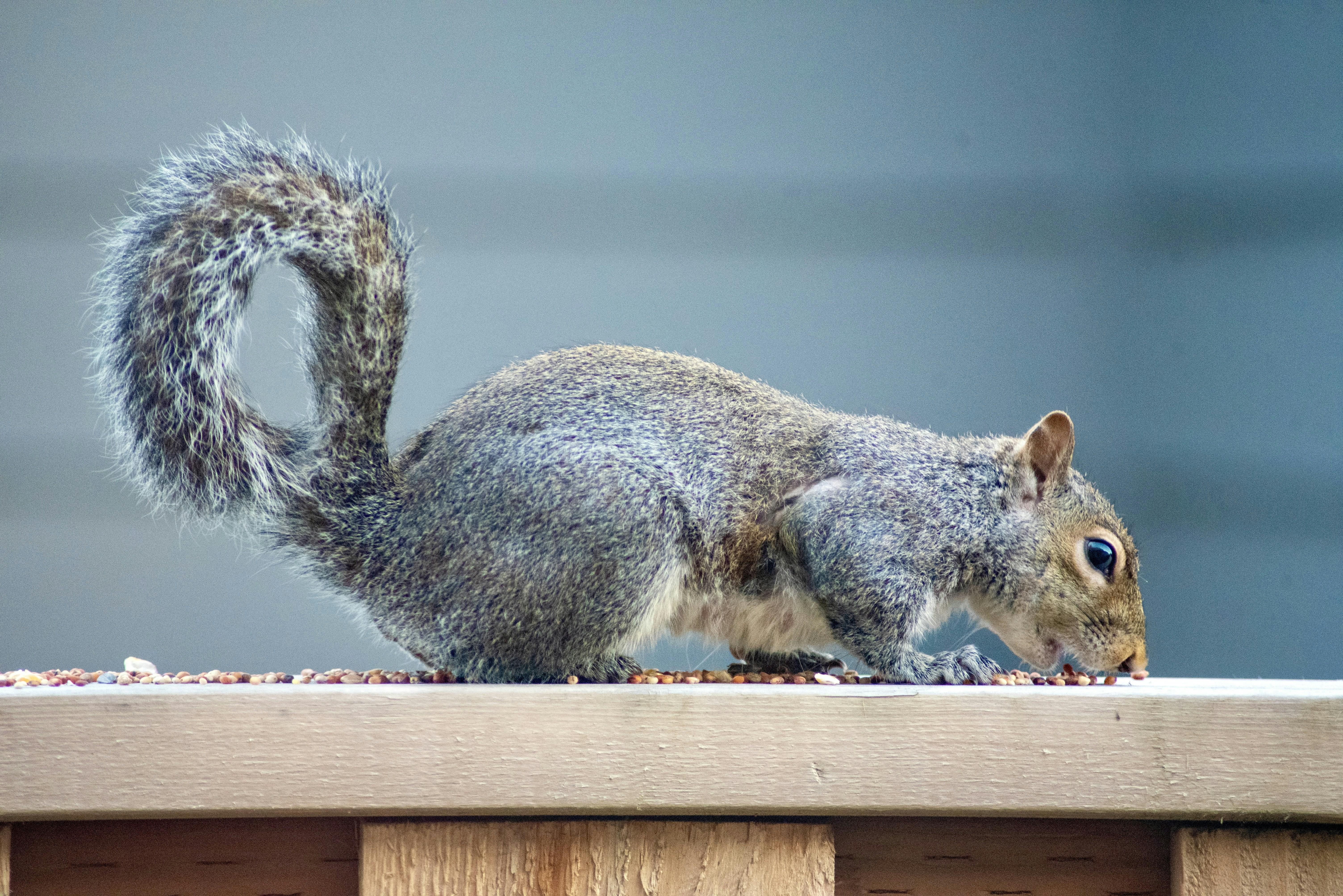 Nut Break on the Rail: A Squirrel Pauses with a Curved Tail
