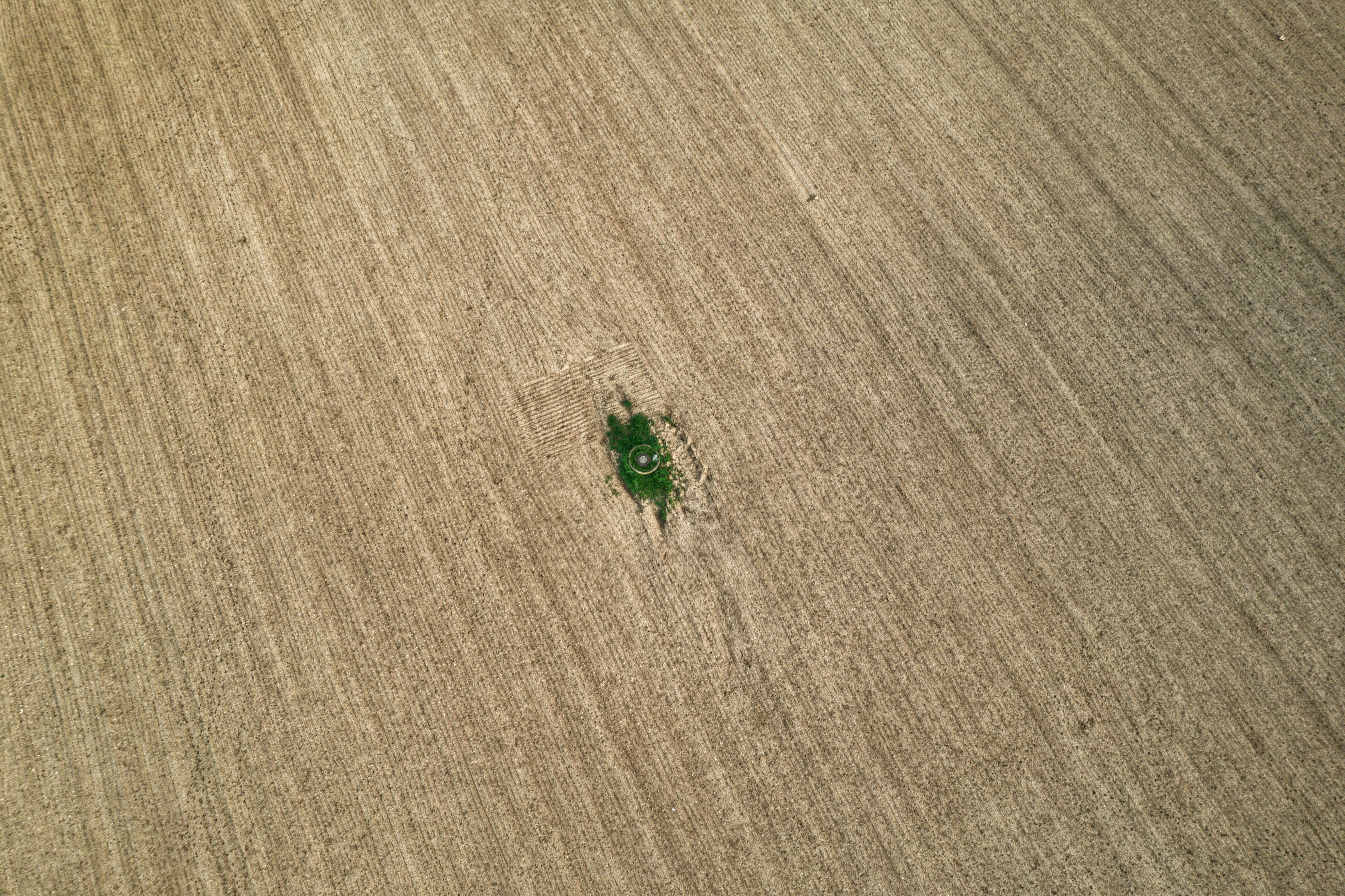 Green Island in a Parched Field: Circular Patch From Above