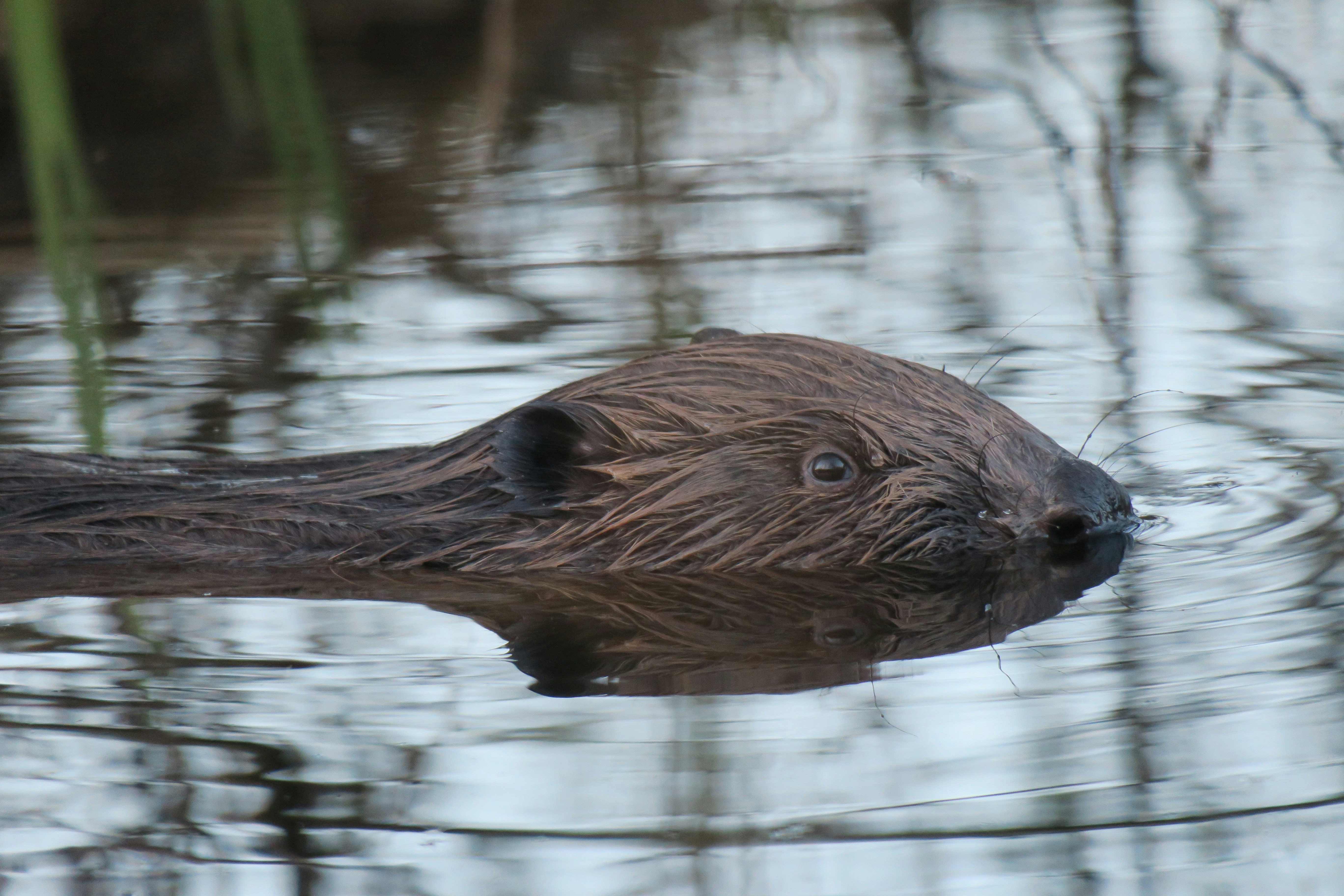 Close-up side profile of a river otter swimming just beneath reflective water, fur slick and eyes alert. The scene emphasizes the animal's streamlined form and the gentle ripples that trace its path.