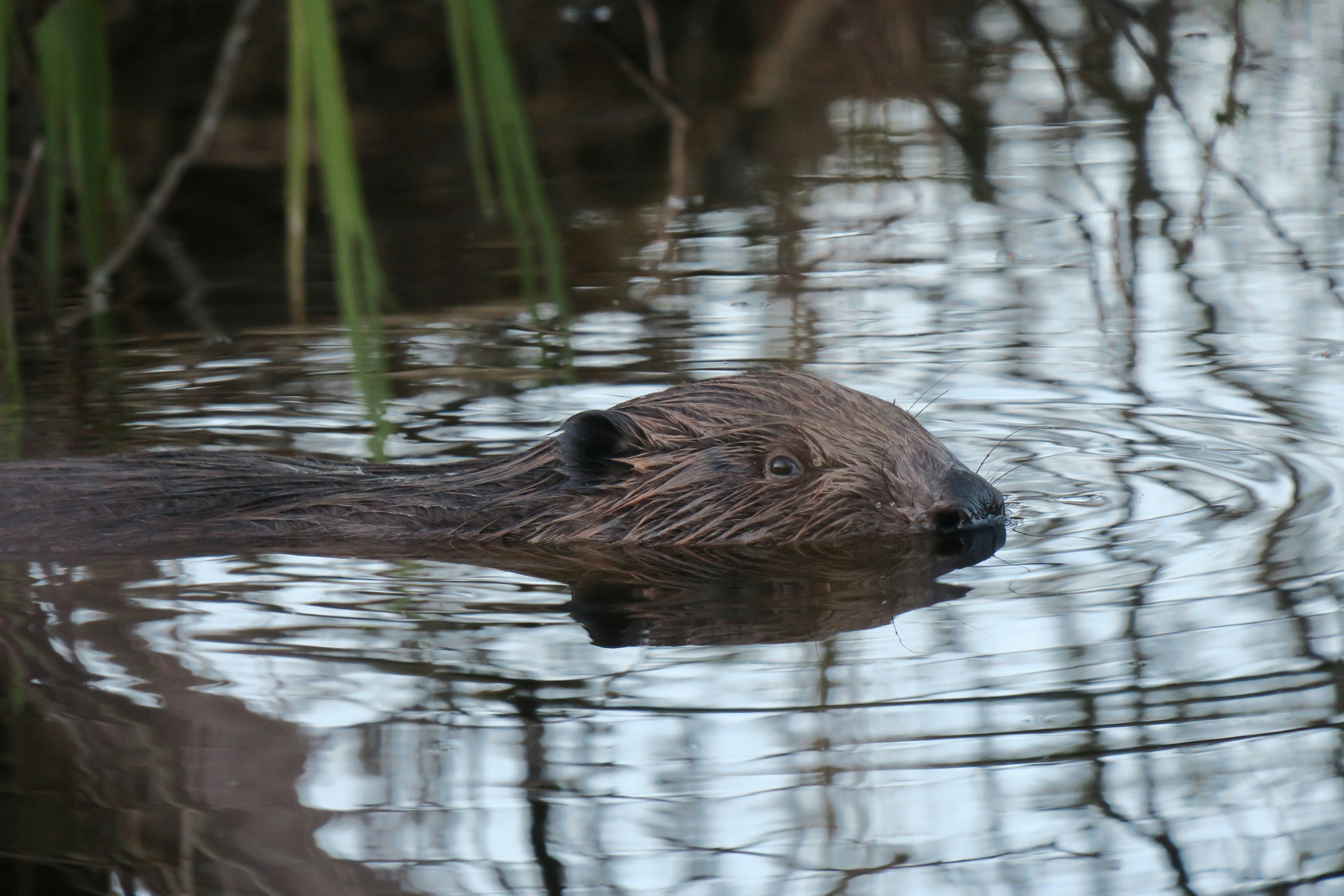 Close-up photograph of a river otter surfacing among calm ripples near reeds.