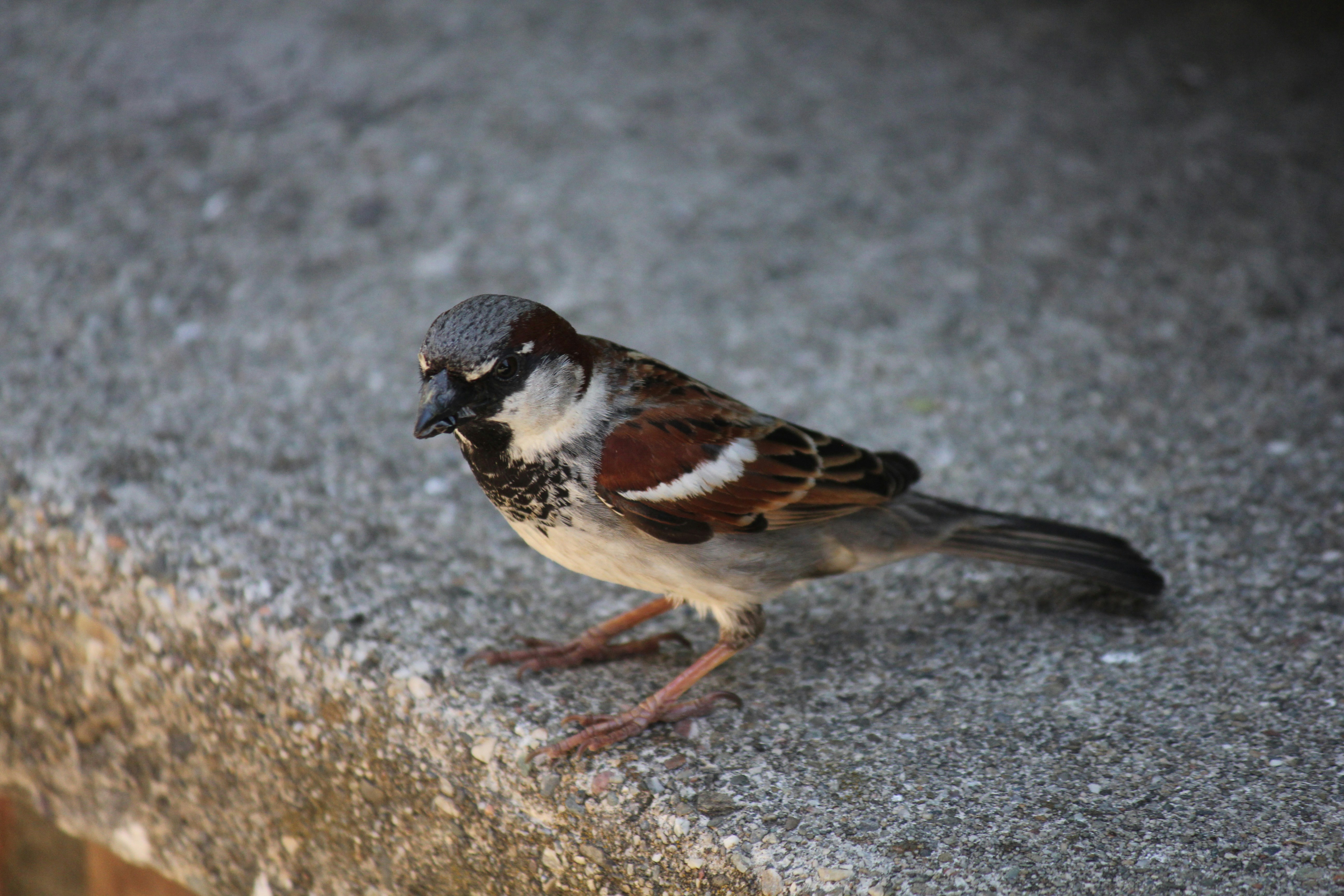 On the Concrete Threshold: A Sparrow's Quiet Pause