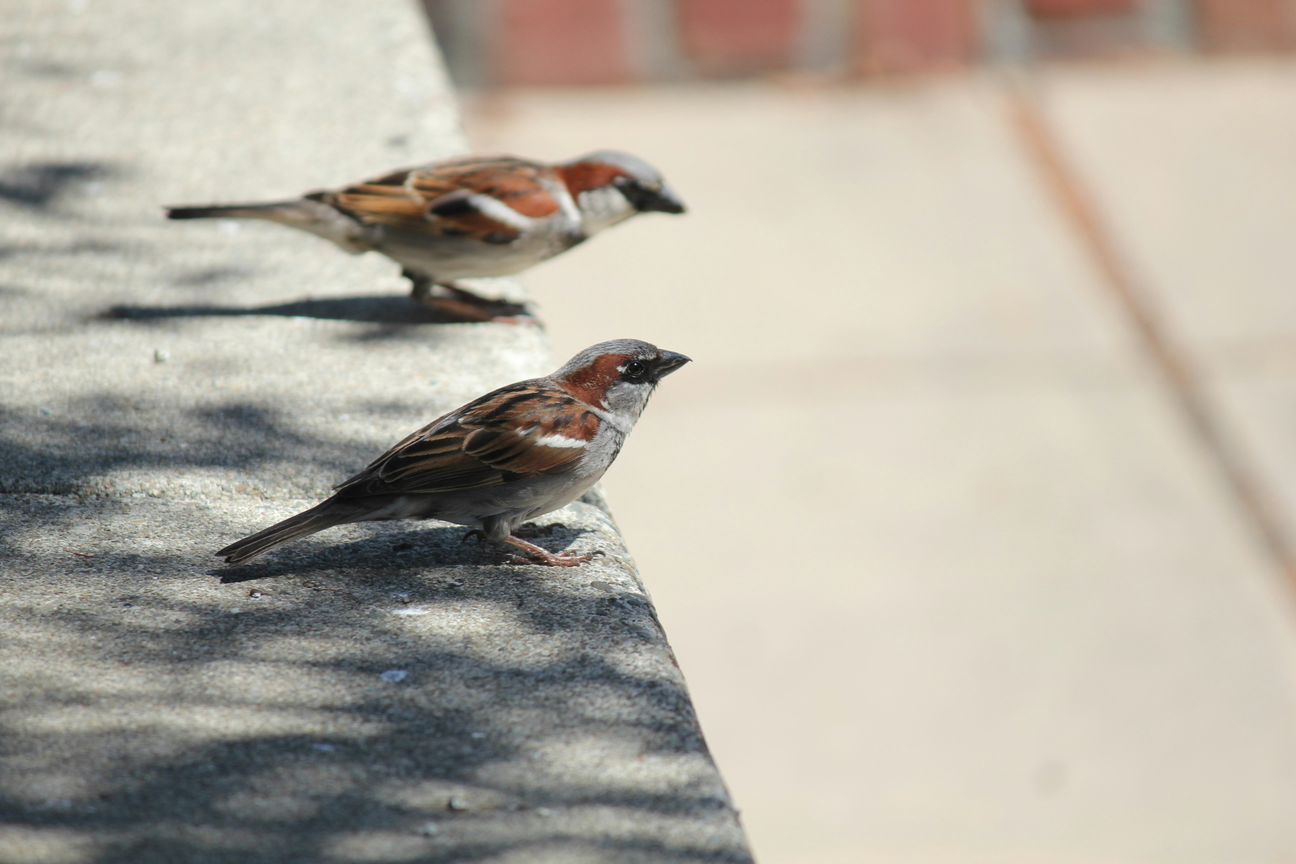 Two Sparrows Perched on a Quiet Concrete Verge, Dappled by Shadow