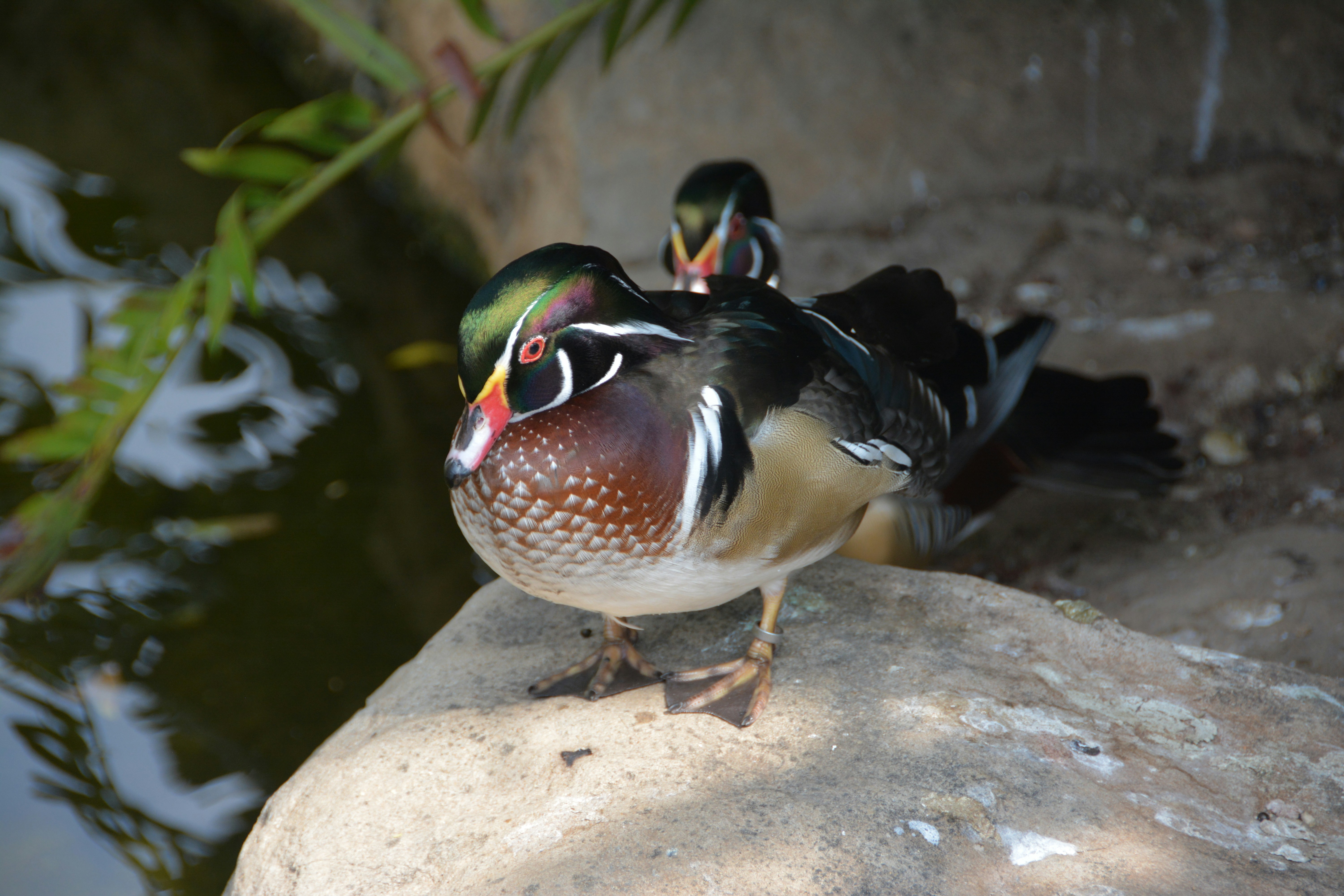 Iridescent Wood Ducks on a Sunlit Rock by a Quiet Pond
